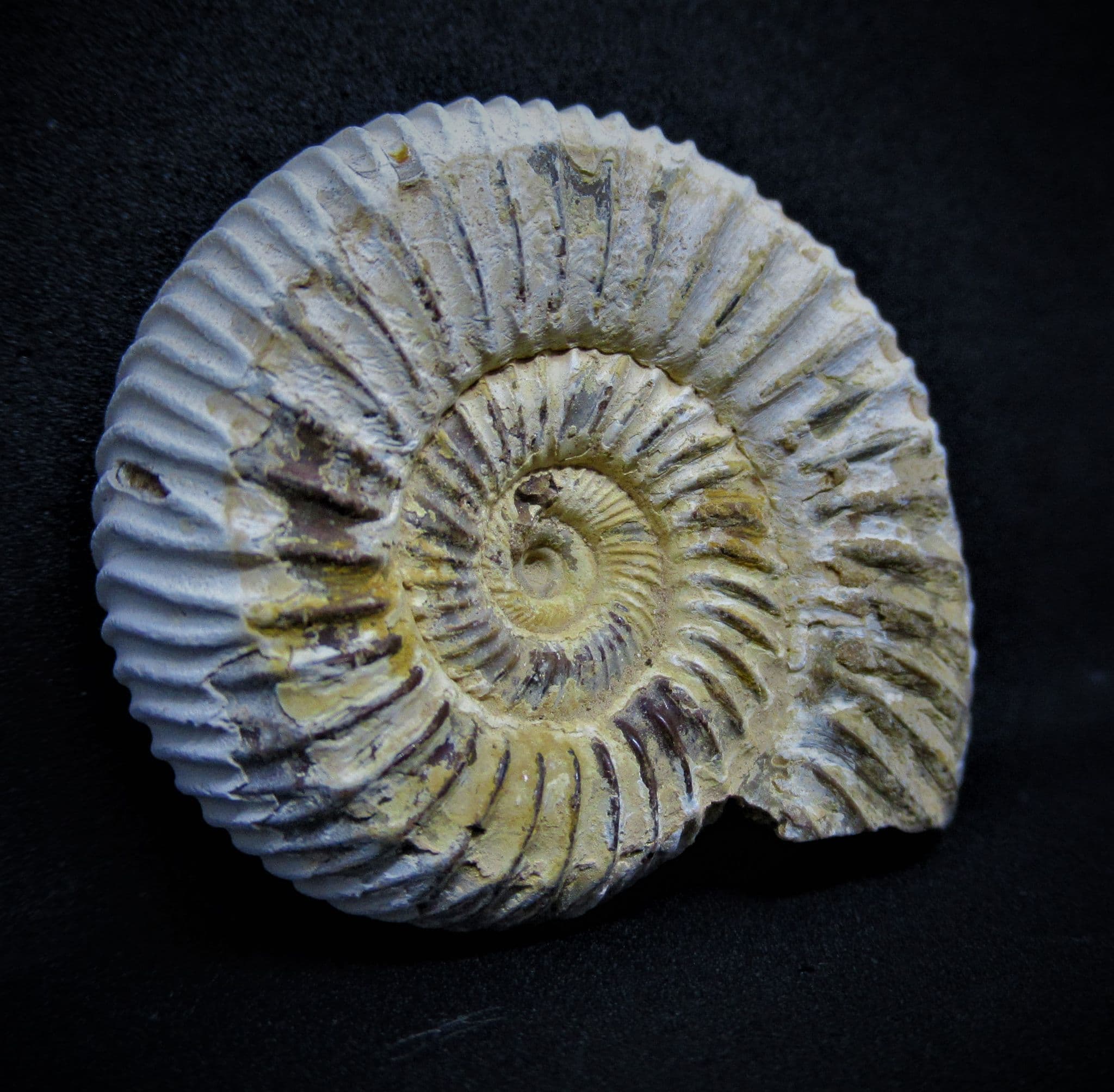 Perisphinctes Prososphictes virguloides