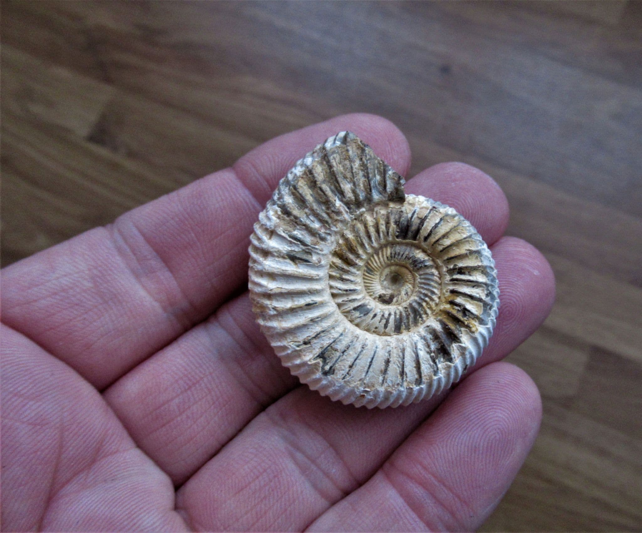 Perisphinctes Prososphictes virguloides