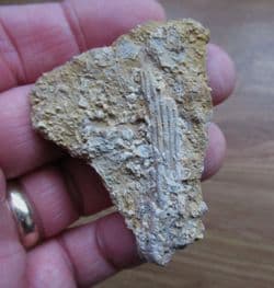 Phanocrinus Crinoid from Alabama