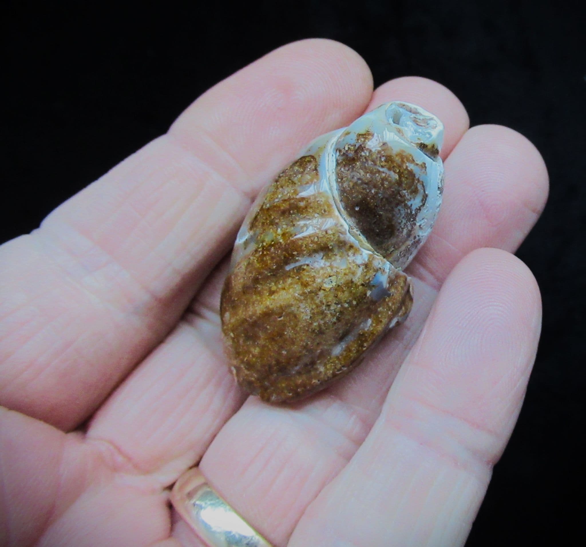 Physa princepii Agatised Gastropod