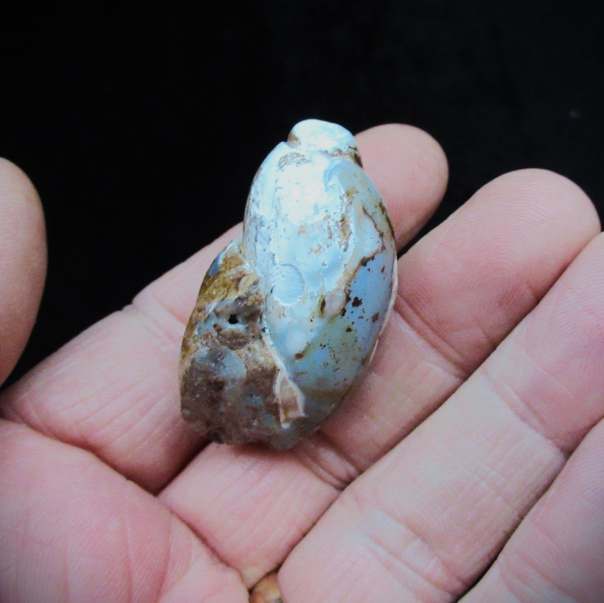 Physa princepii Agatised Gastropod