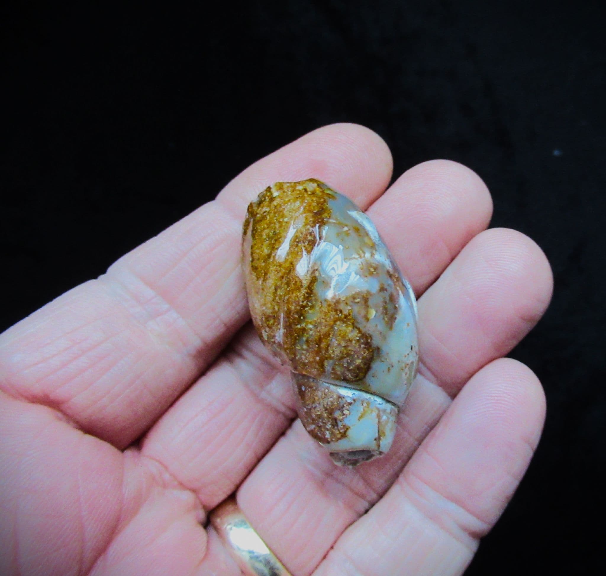 Physa princepii Agatised Gastropod