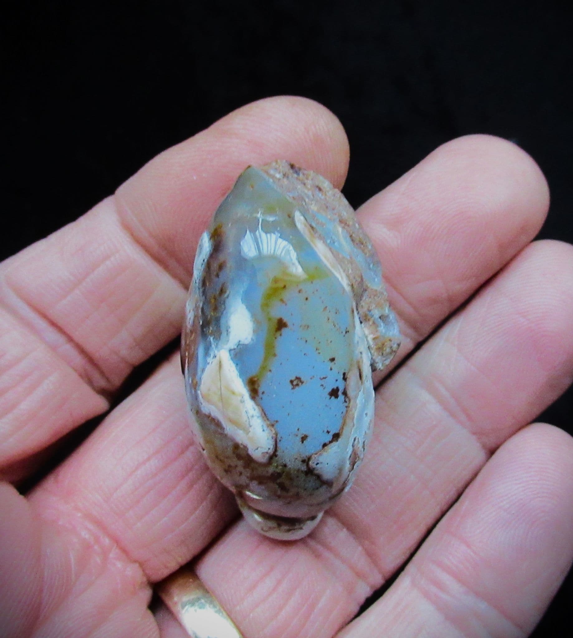 Physa princepii Agatised Gastropod