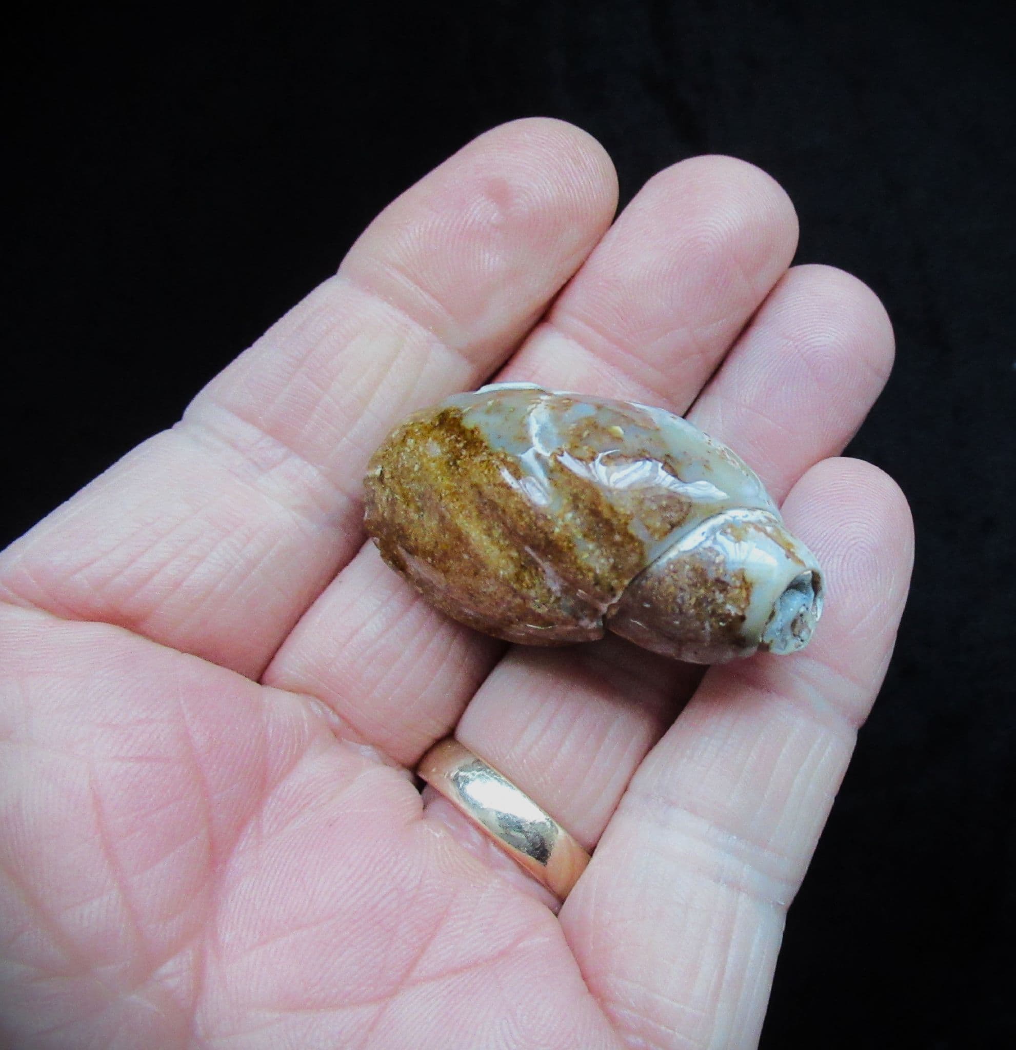 Physa princepii Agatised Gastropod