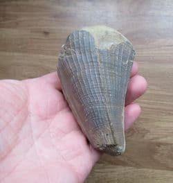 Pinna hartmanni Zeiten 1830 from Scunthorpe