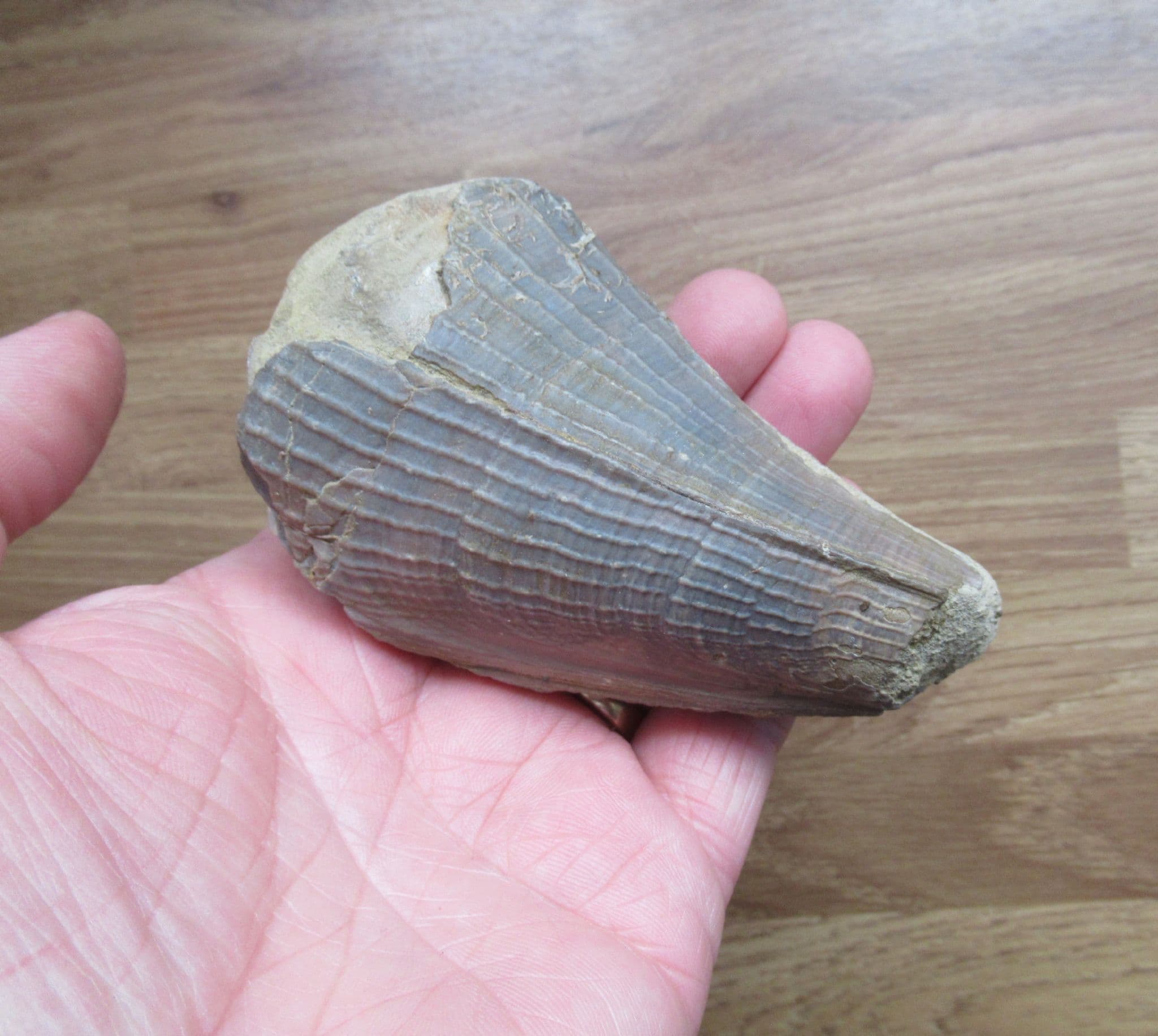 Pinna hartmanni Zeiten 1830 from Scunthorpe