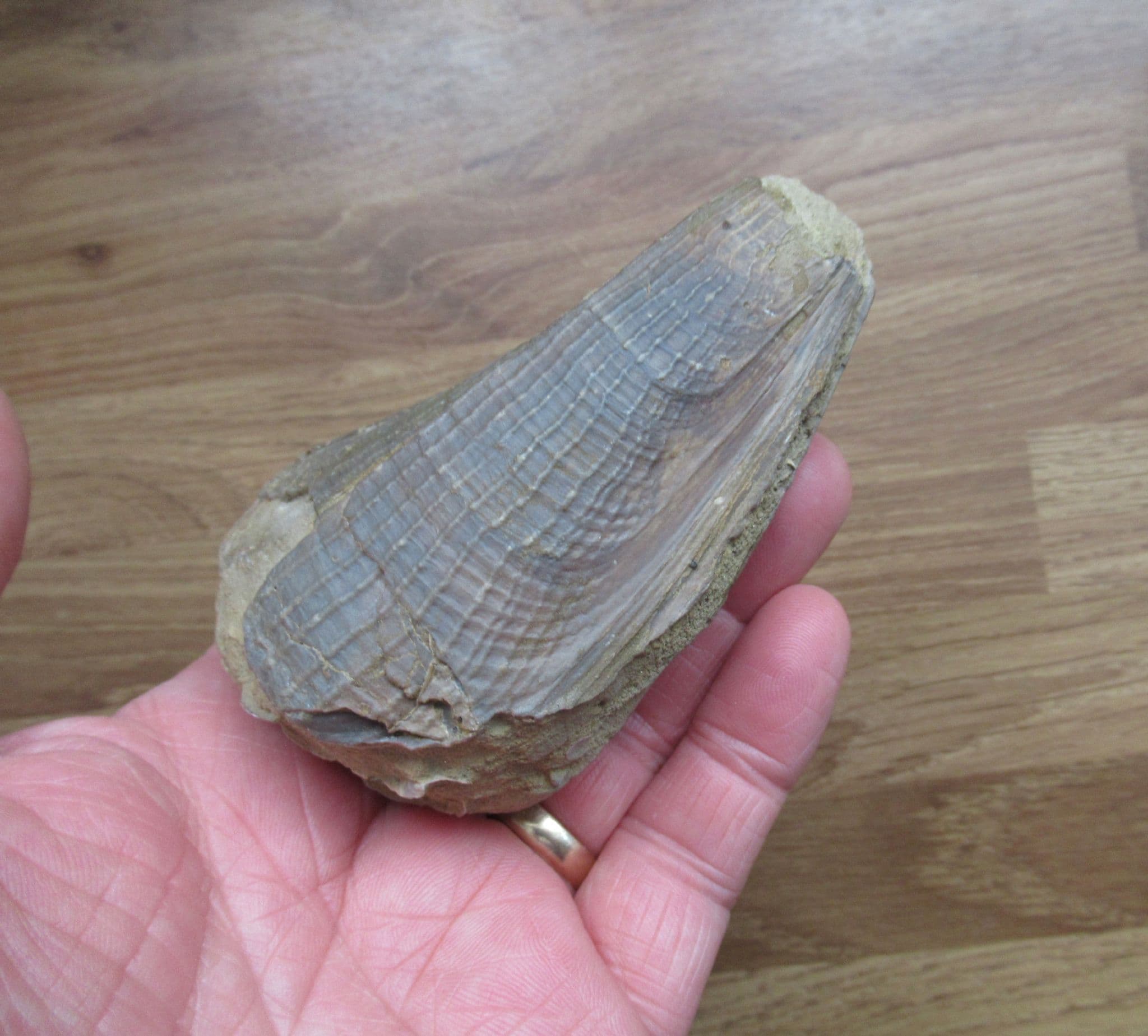 Pinna hartmanni Zeiten 1830 from Scunthorpe