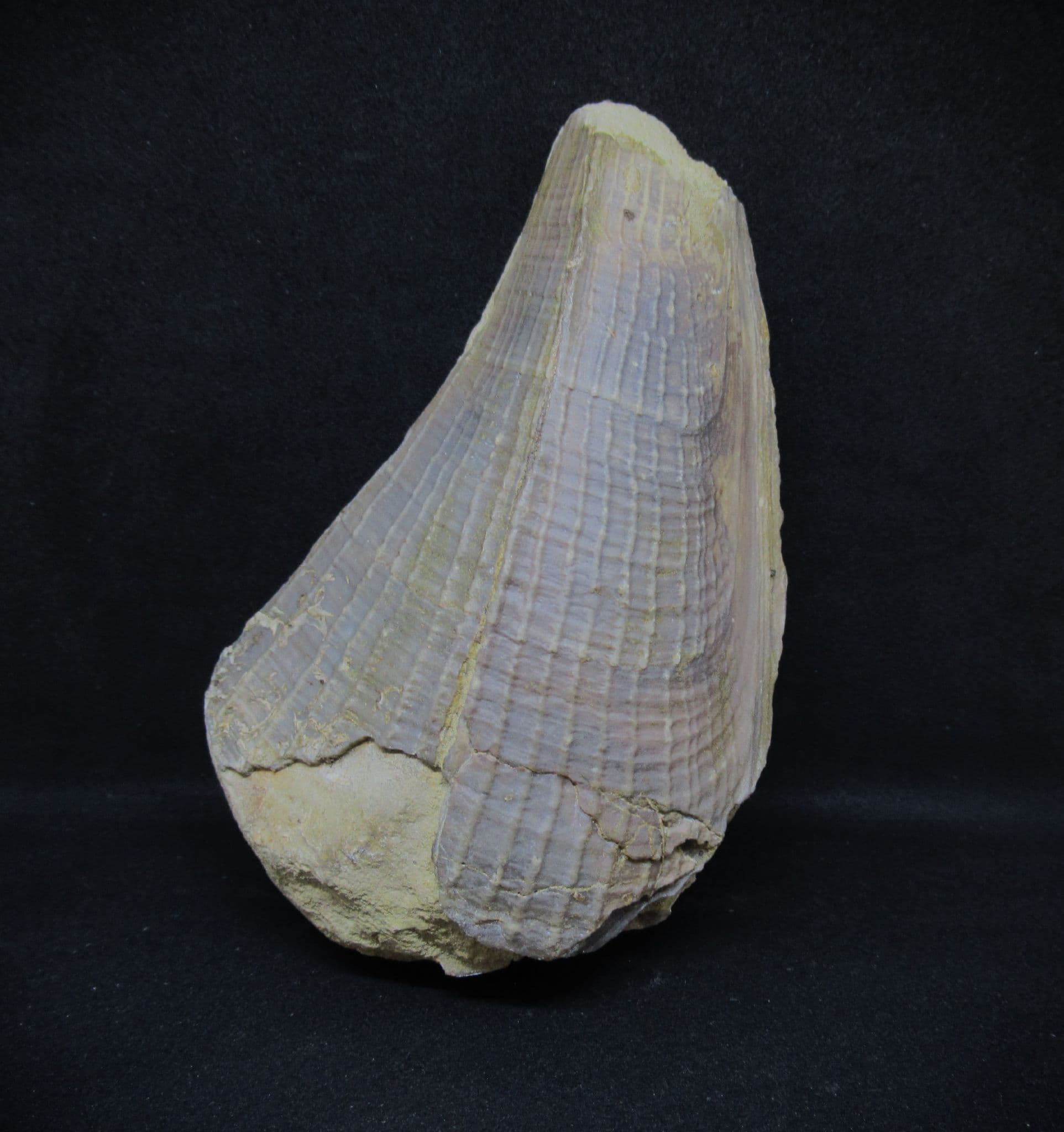 Pinna hartmanni Zeiten 1830 from Scunthorpe