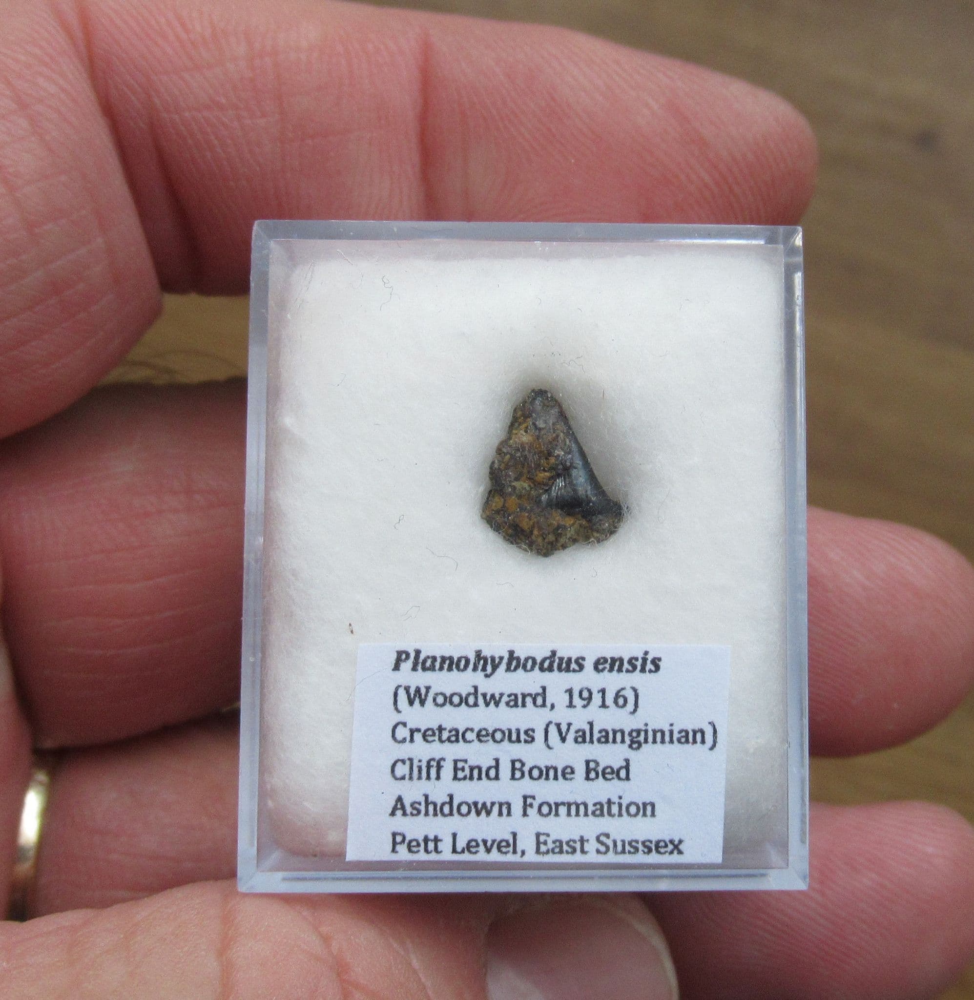 Planohybodus ensis from East Sussex