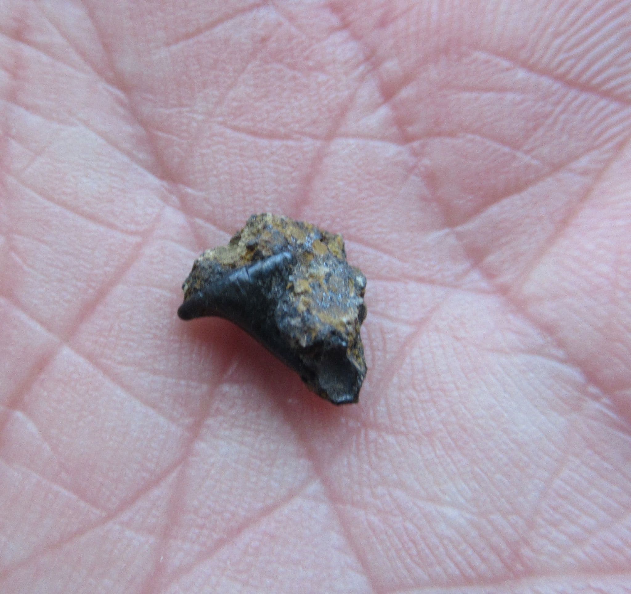 Planohybodus ensis from East Sussex