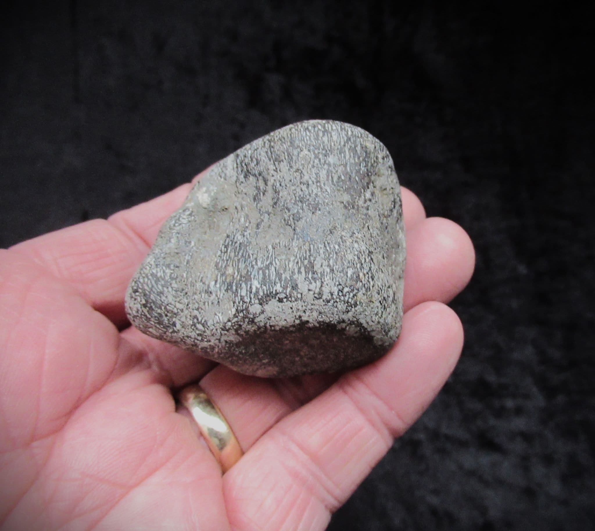 Plesiosaurus dolichodeirus Conybeare 1824 vertebra