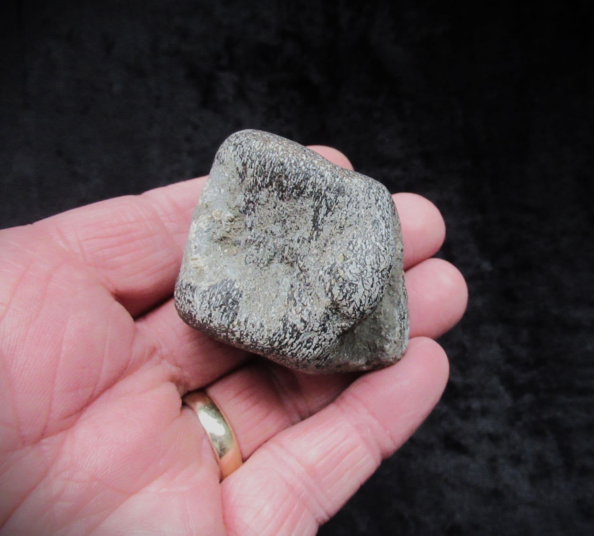 Plesiosaurus dolichodeirus Conybeare 1824 vertebra