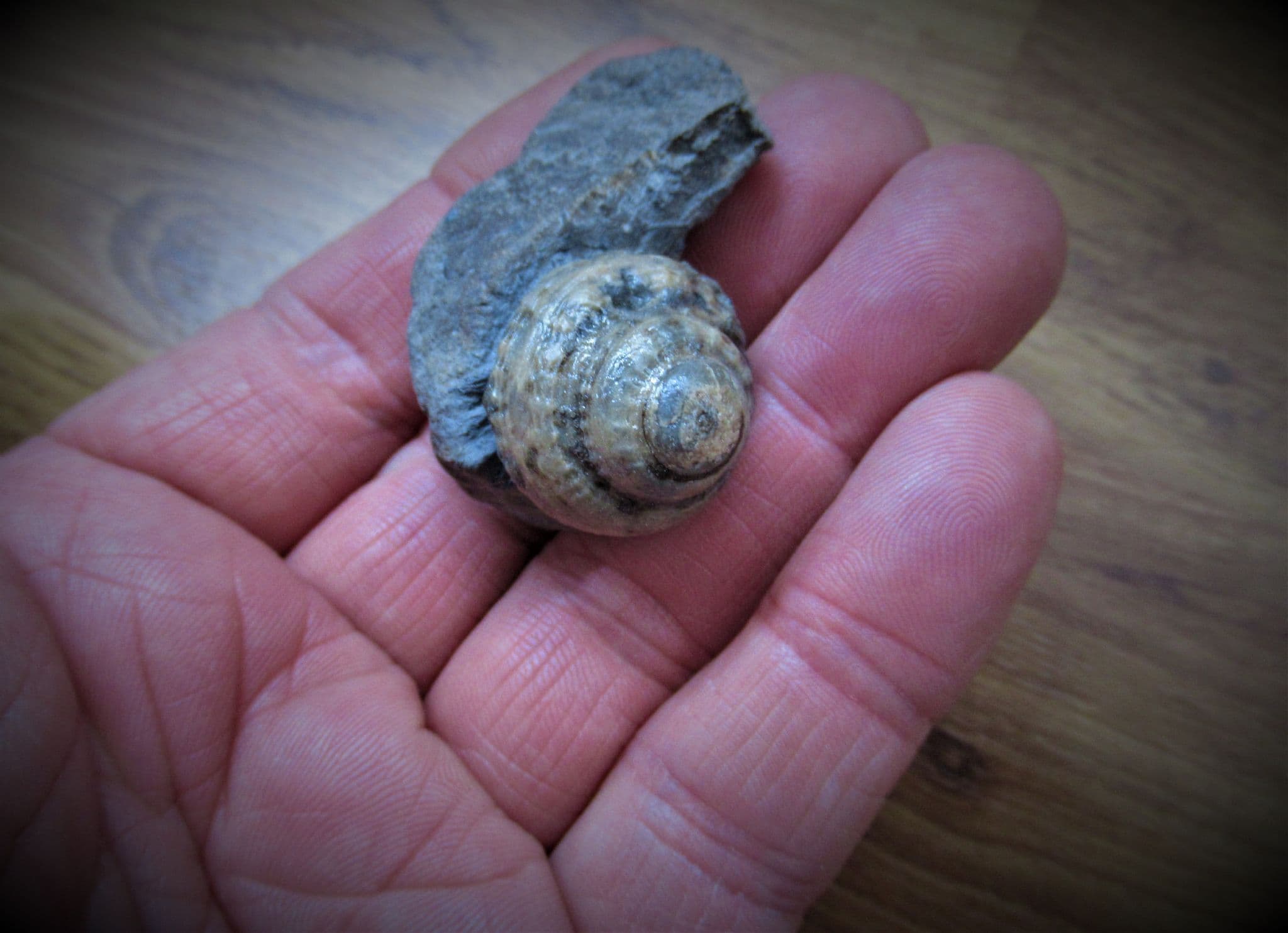 Pleurotomaria anglica Sowerby 1818