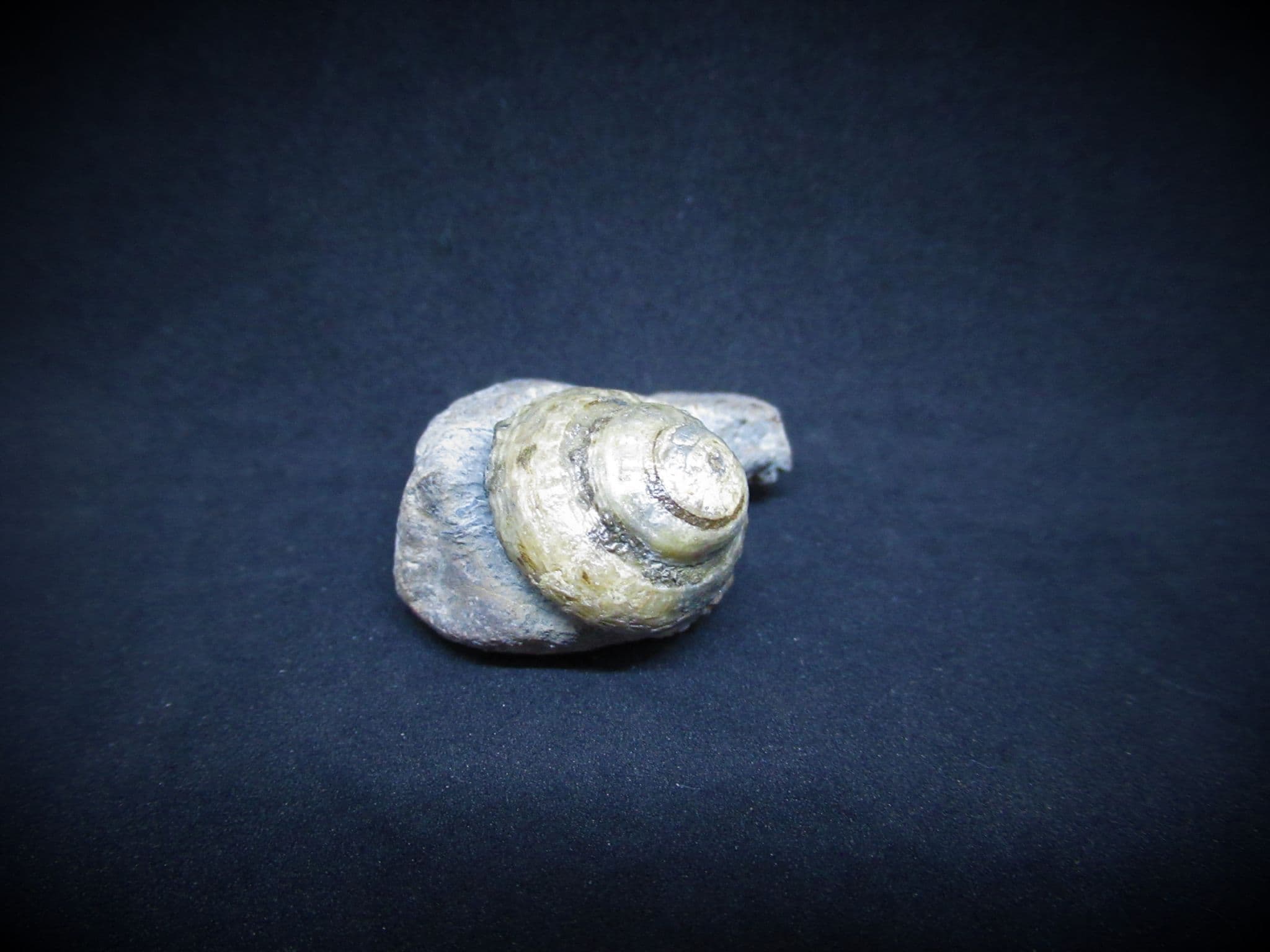 Pleurotomaria anglica Sowerby 1818