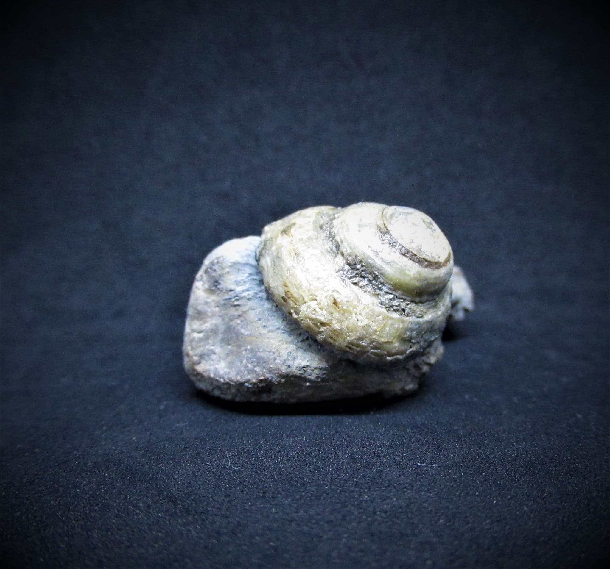 Pleurotomaria anglica Sowerby 1818