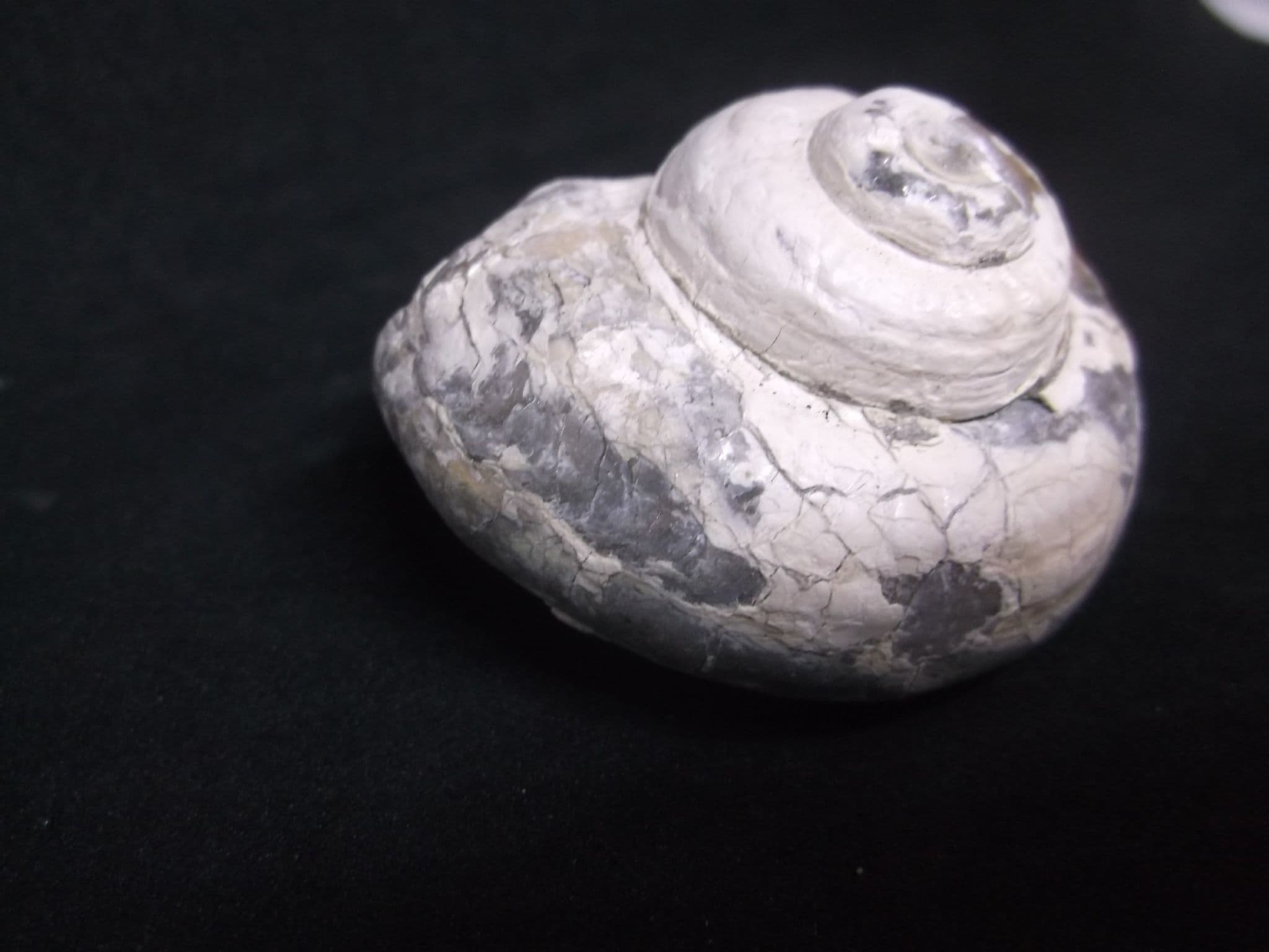 Pleurotomaria Similis J Sowerby