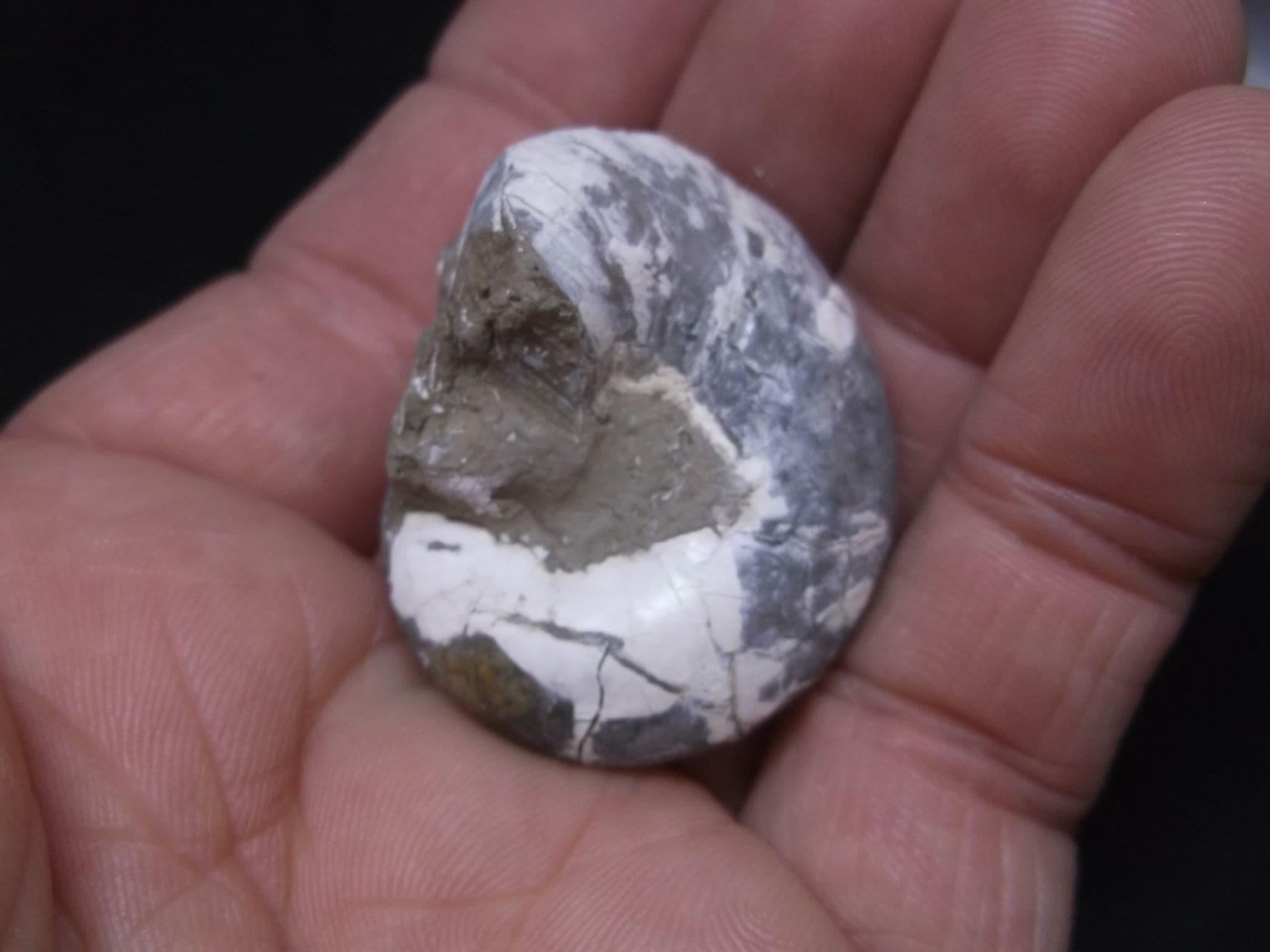 Pleurotomaria Similis J Sowerby