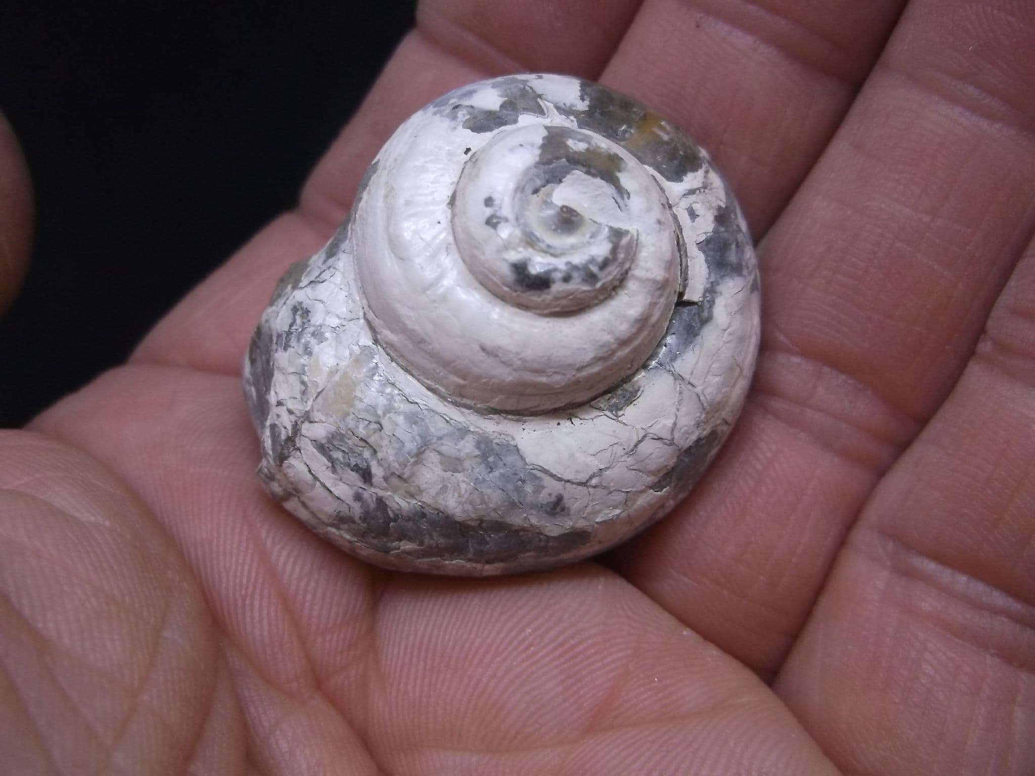 Pleurotomaria Similis J Sowerby