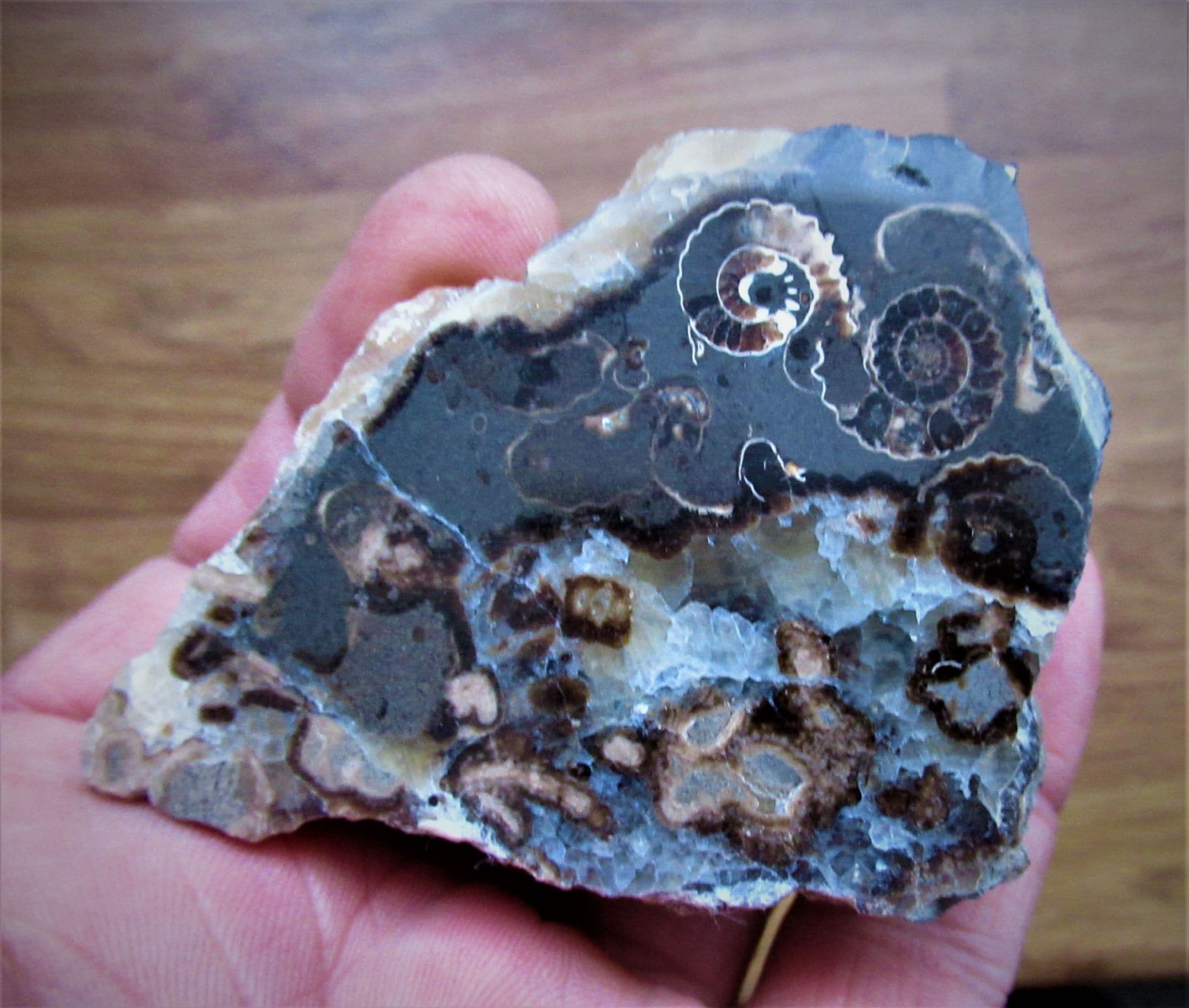 Polished Promicroceras marstonense