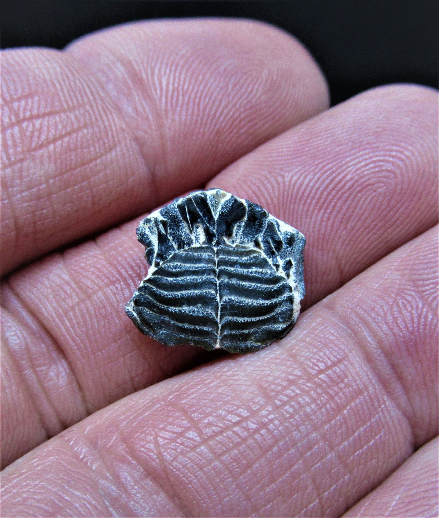 Porcupine fish palate plate