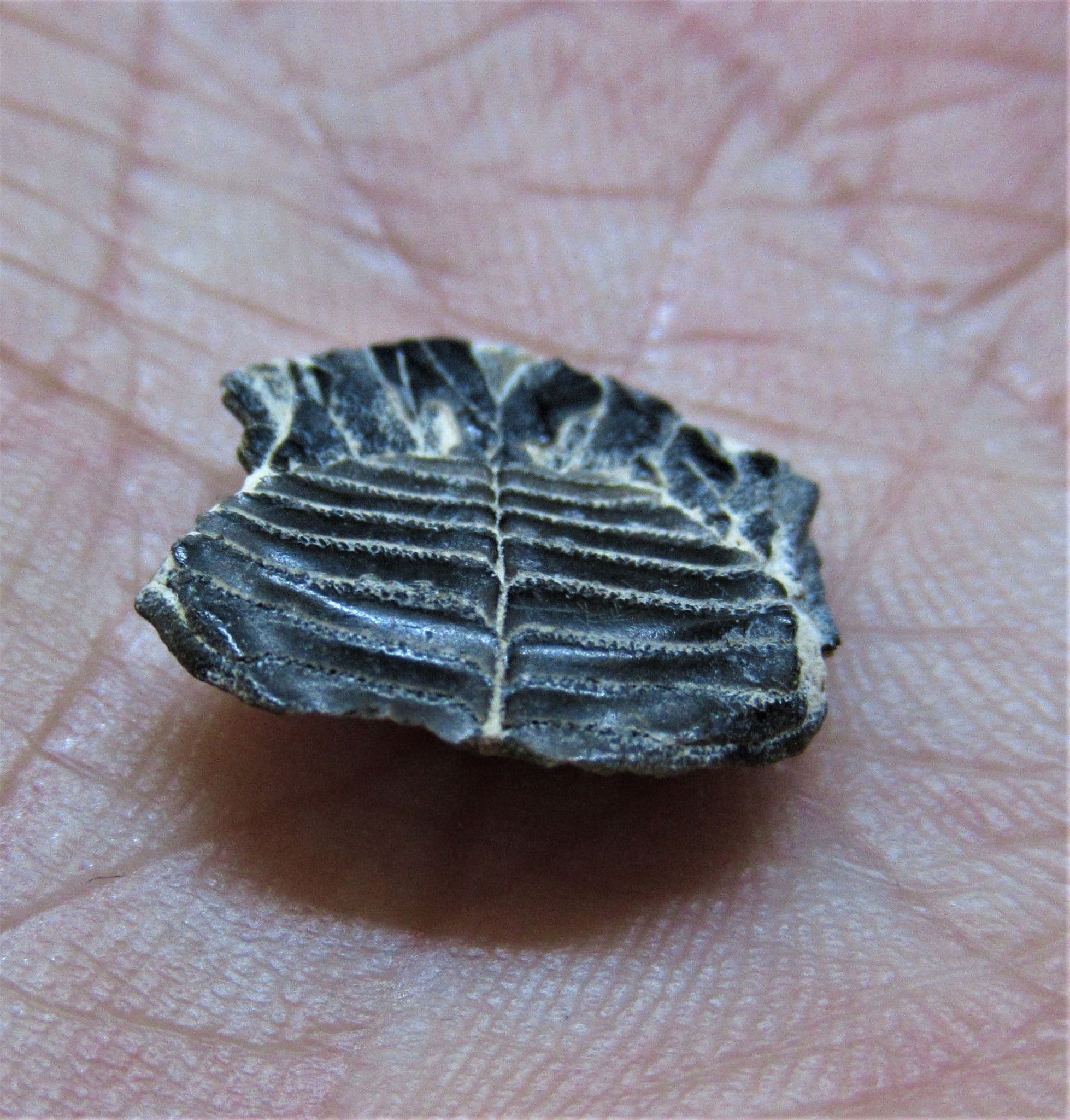 Porcupine fish palate plate