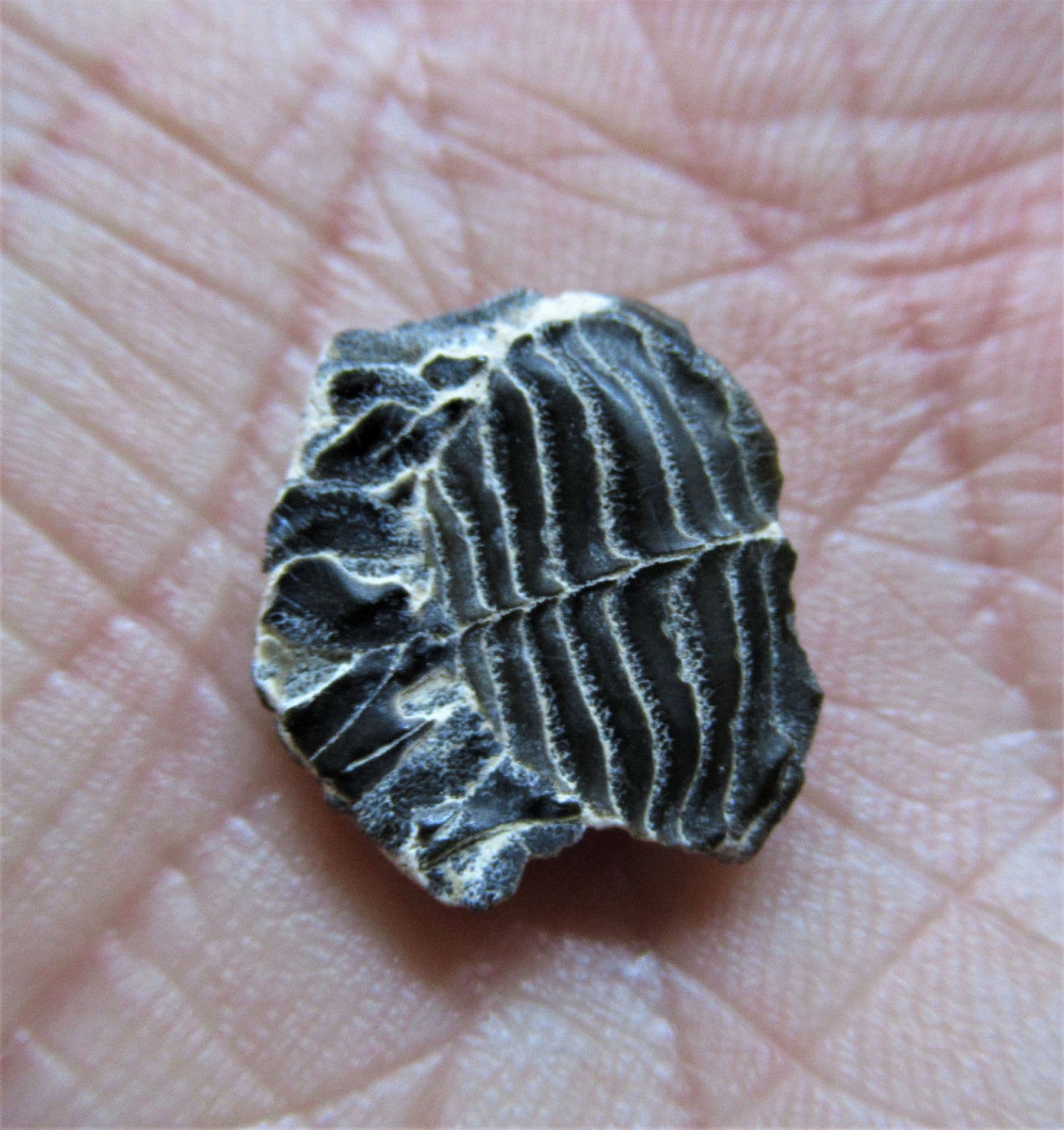 Porcupine fish palate plate
