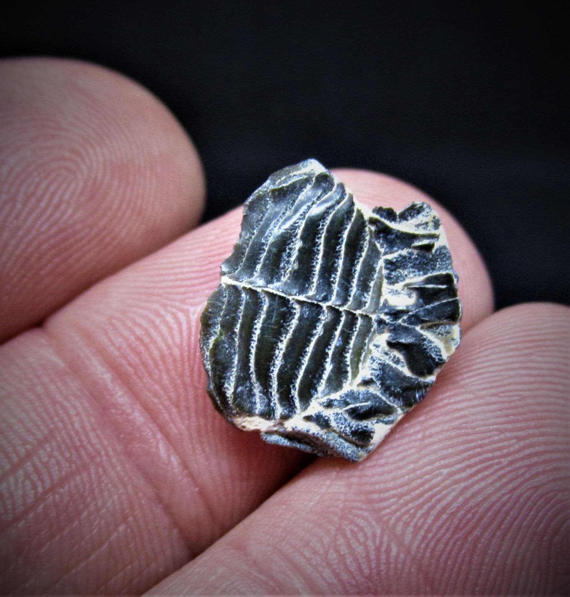 Porcupine fish palate plate