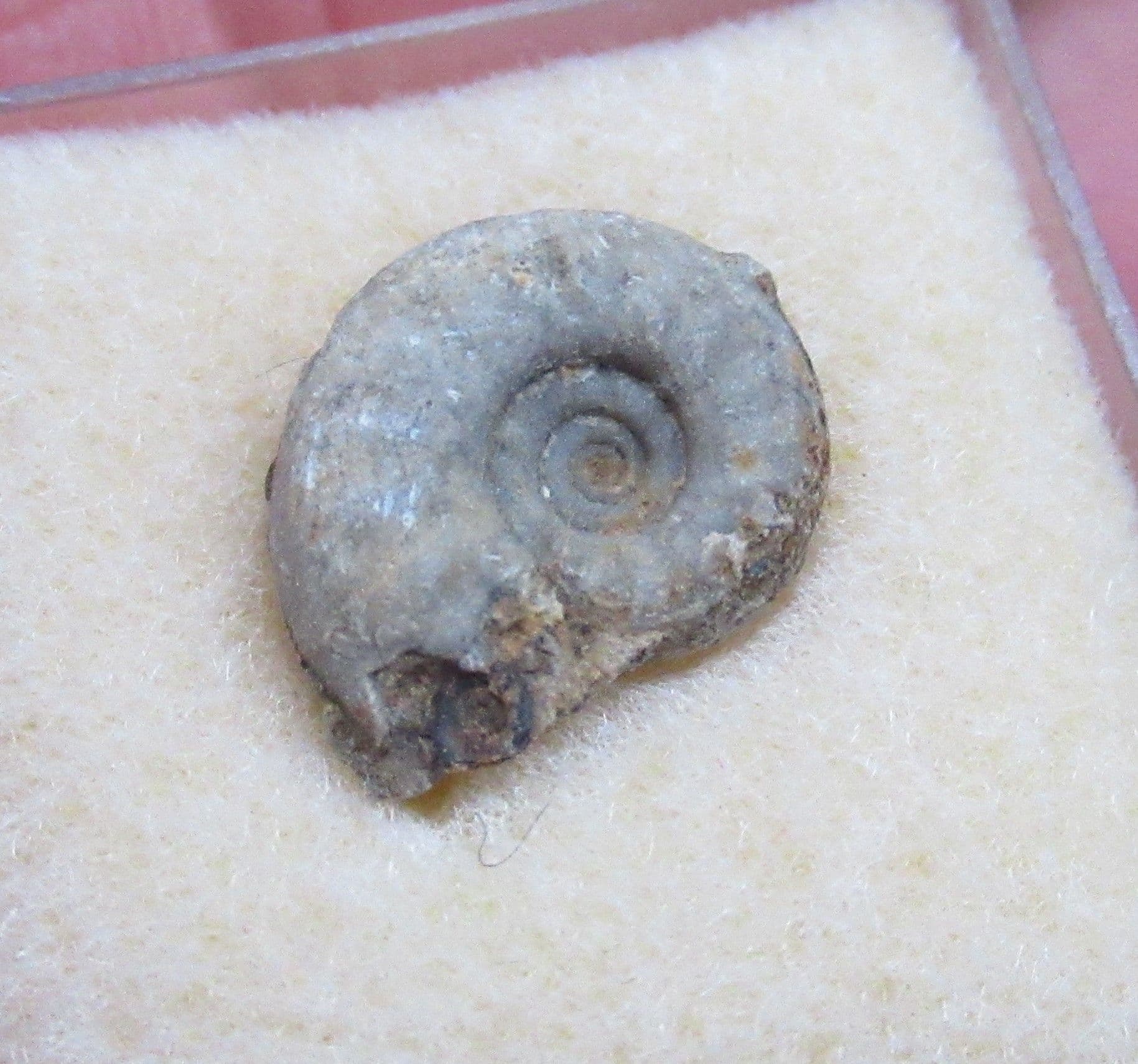 Preflorianites toulai Smith 1932 Triassic ammonite