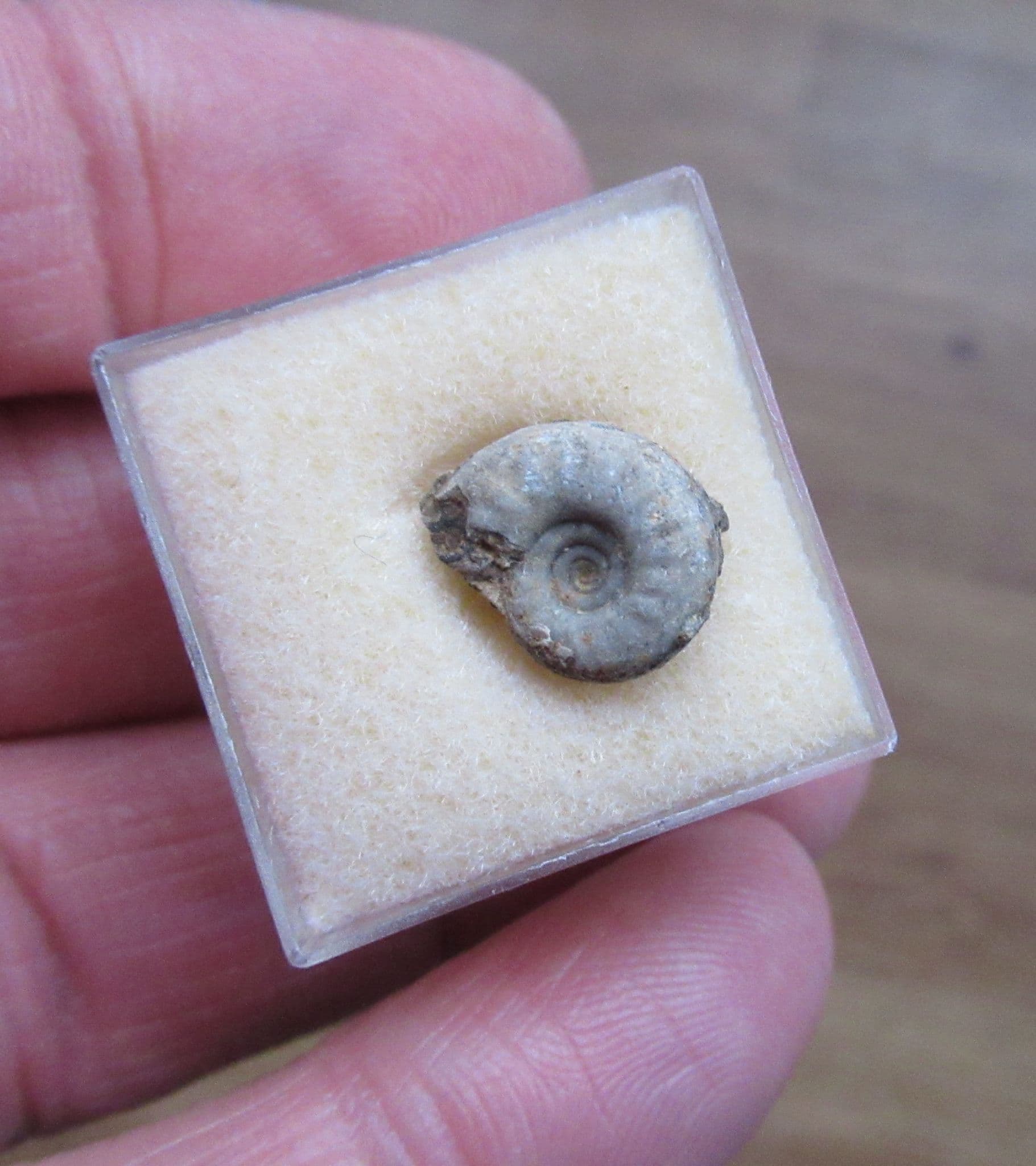 Preflorianites toulai Smith 1932 Triassic ammonite