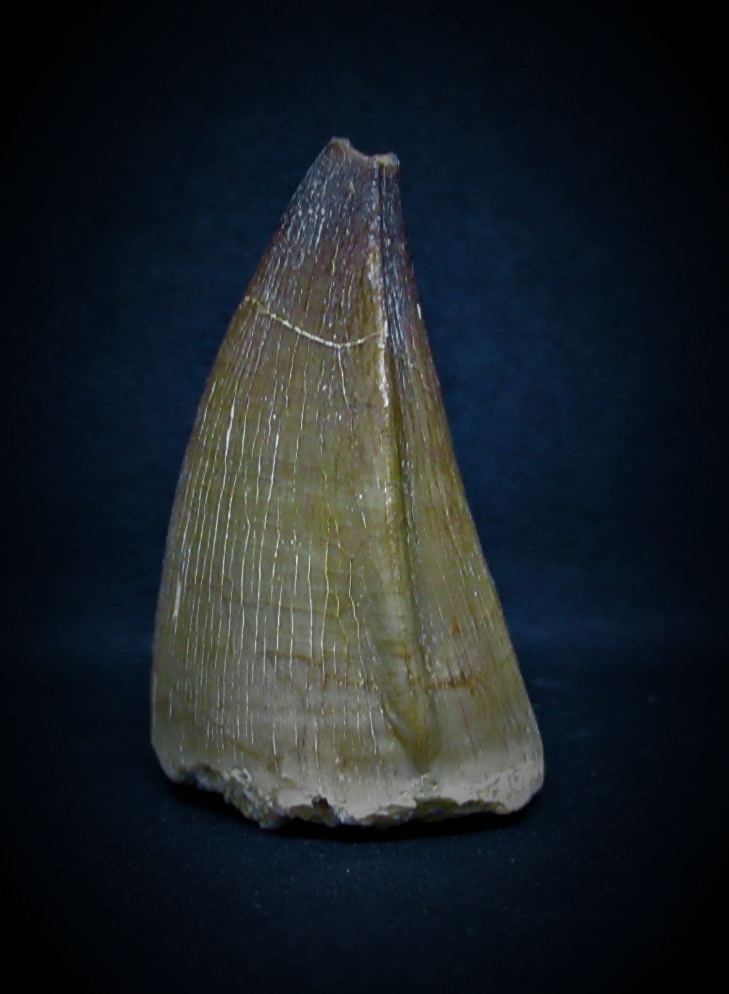 Prognathodon Mosasaur tooth
