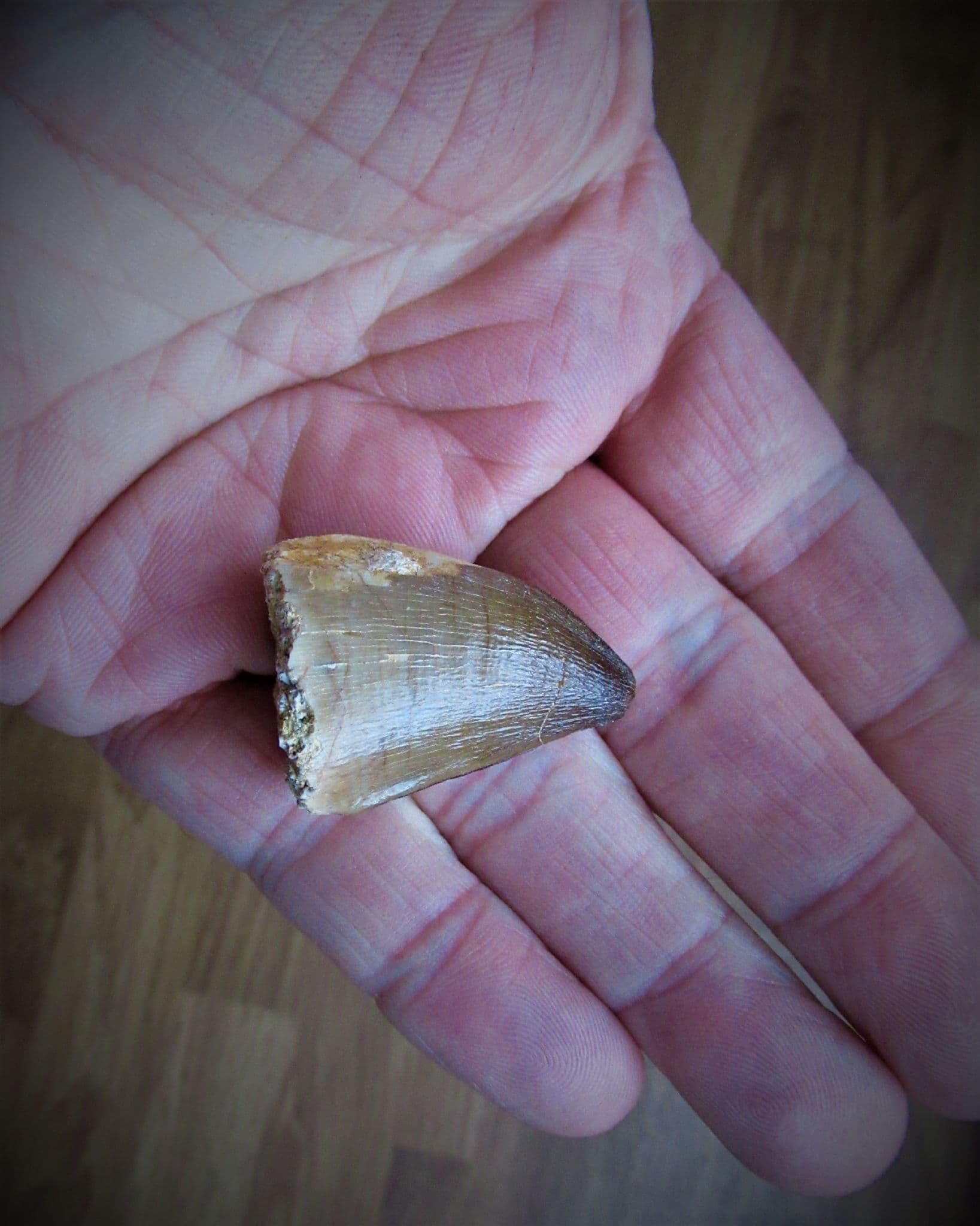 Prognathodon Mosasaur tooth