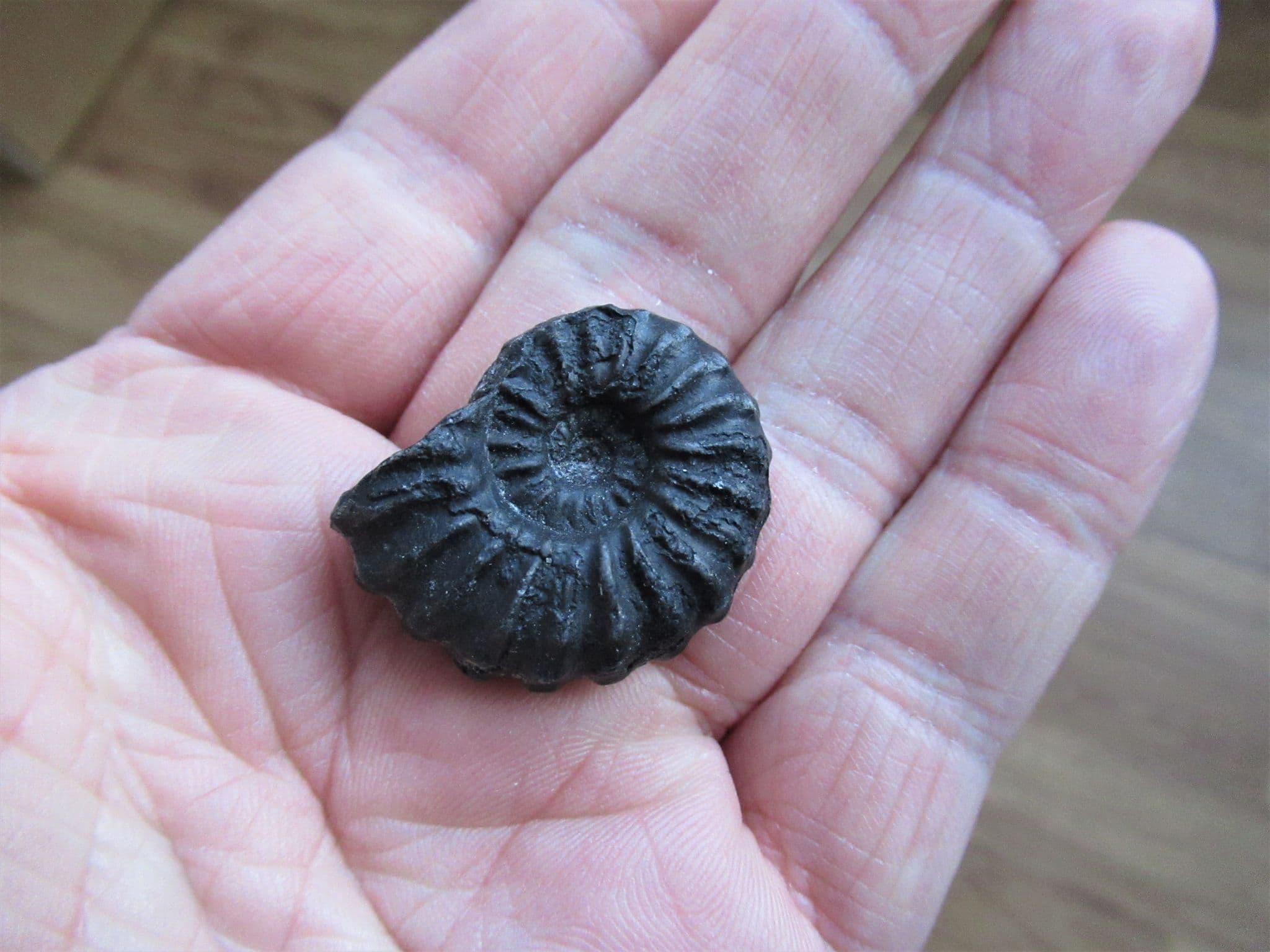 Prolyelliceras ulrichi Peruvian Cretaceous ammonite