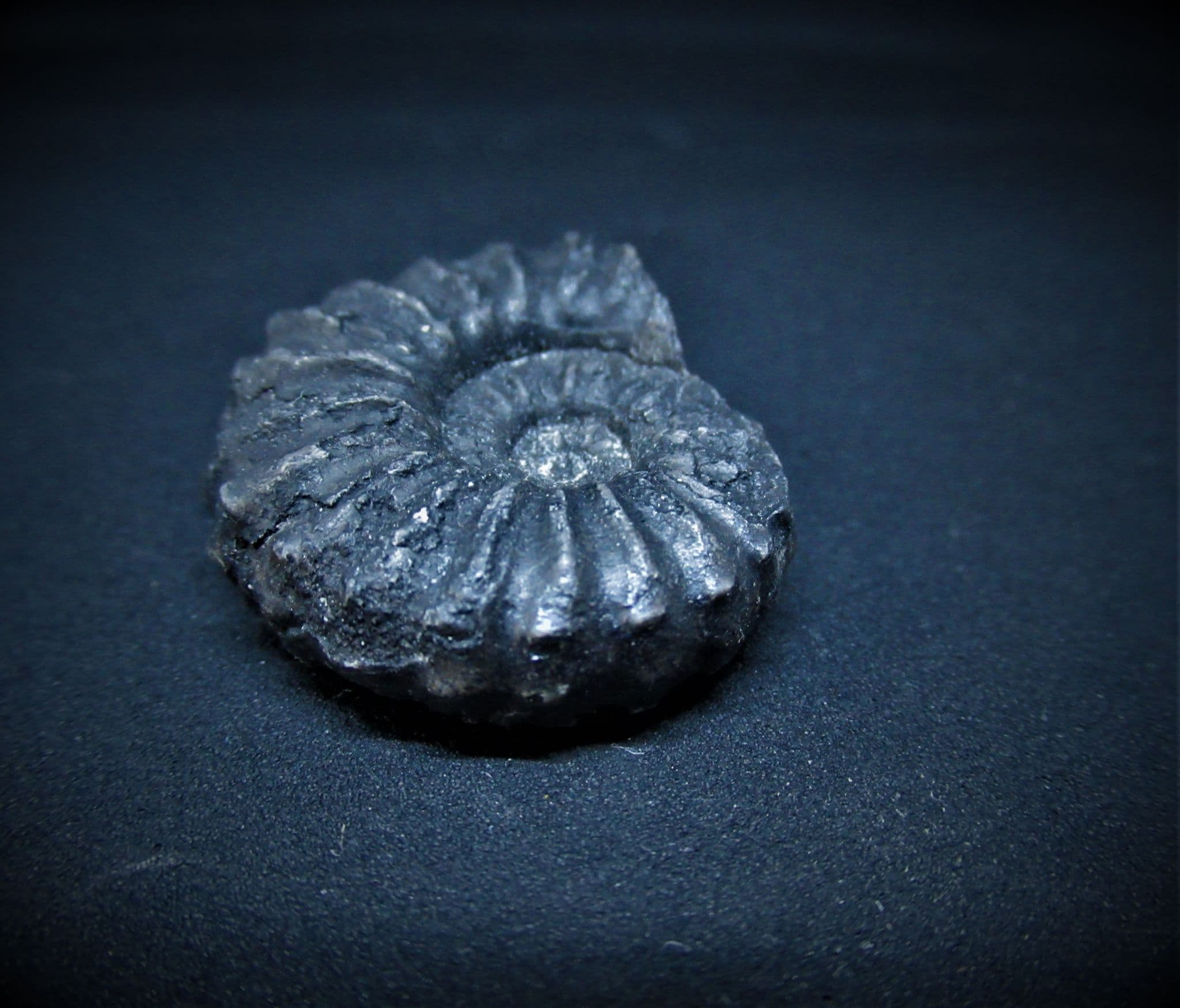 Prolyelliceras ulrichi Peruvian Cretaceous ammonite