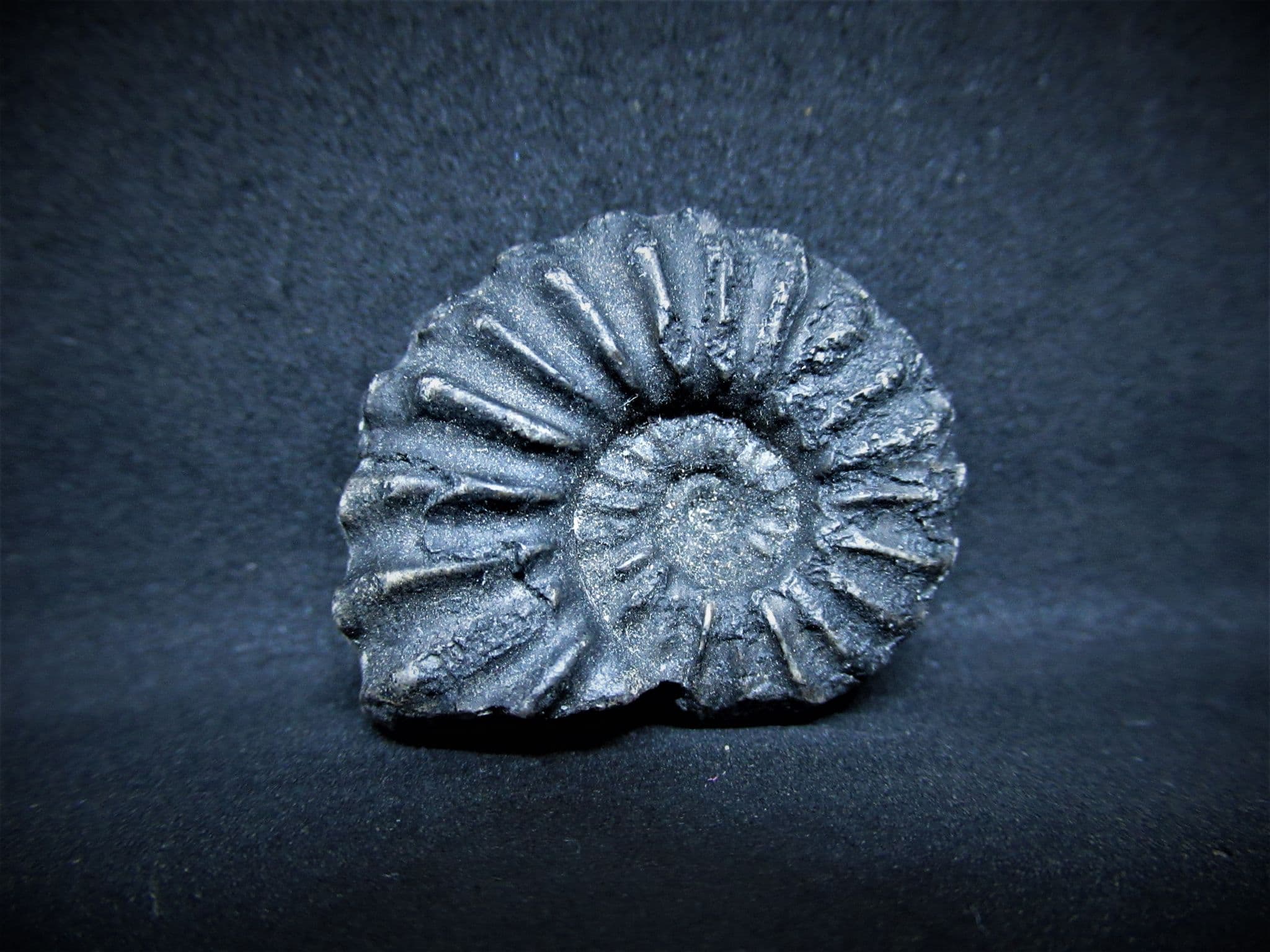 Prolyelliceras ulrichi Peruvian Cretaceous ammonite