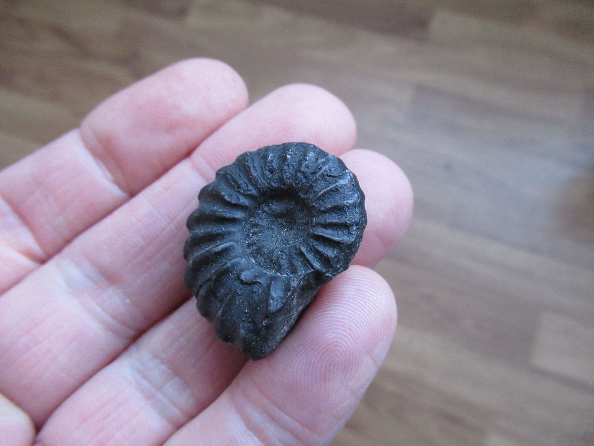 Prolyelliceras ulrichi Peruvian Cretaceous ammonite