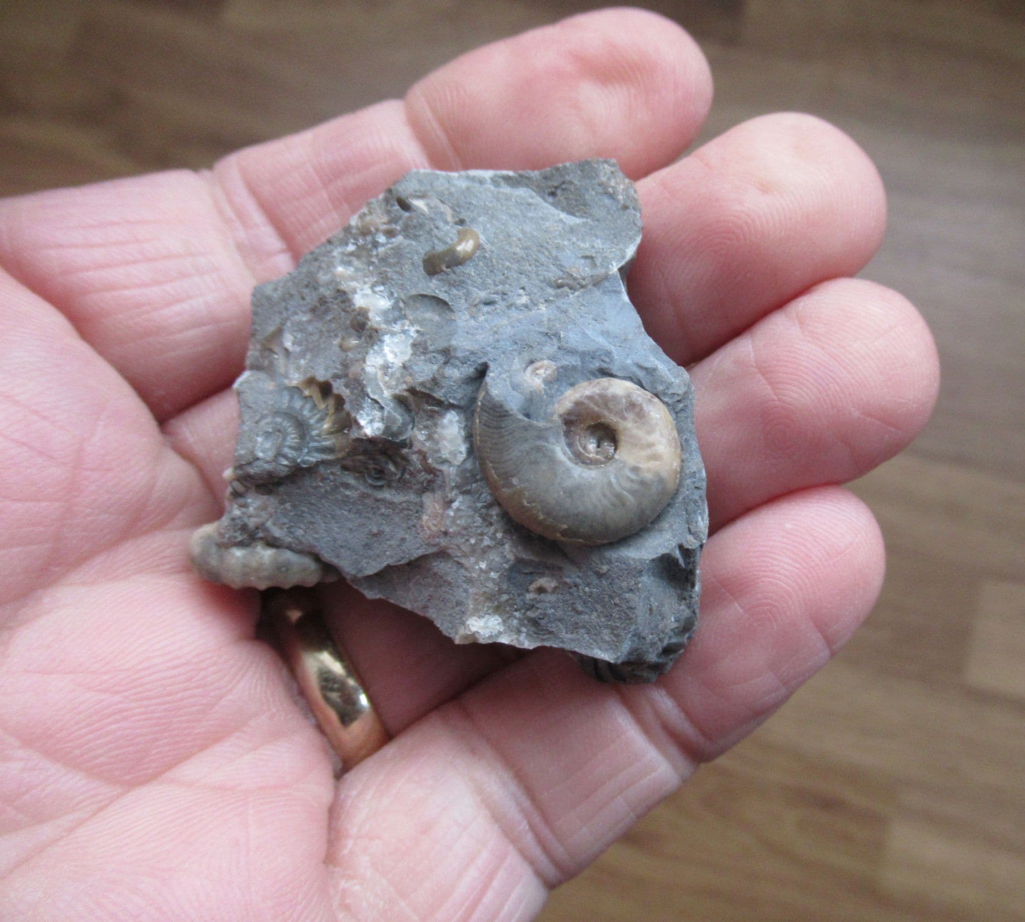 Promicroceras and Galaticeras jacksoni