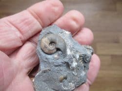 Promicroceras and Galaticeras jacksoni