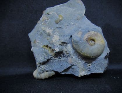 Promicroceras and Galaticeras jacksoni