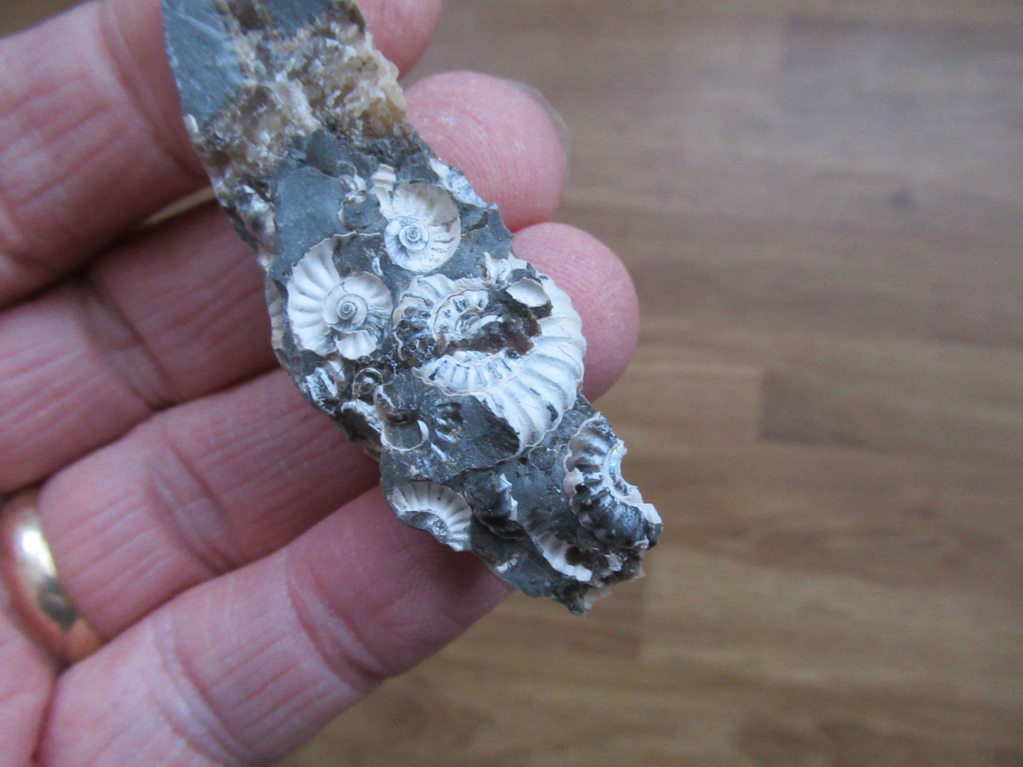 Promicroceras marstonense