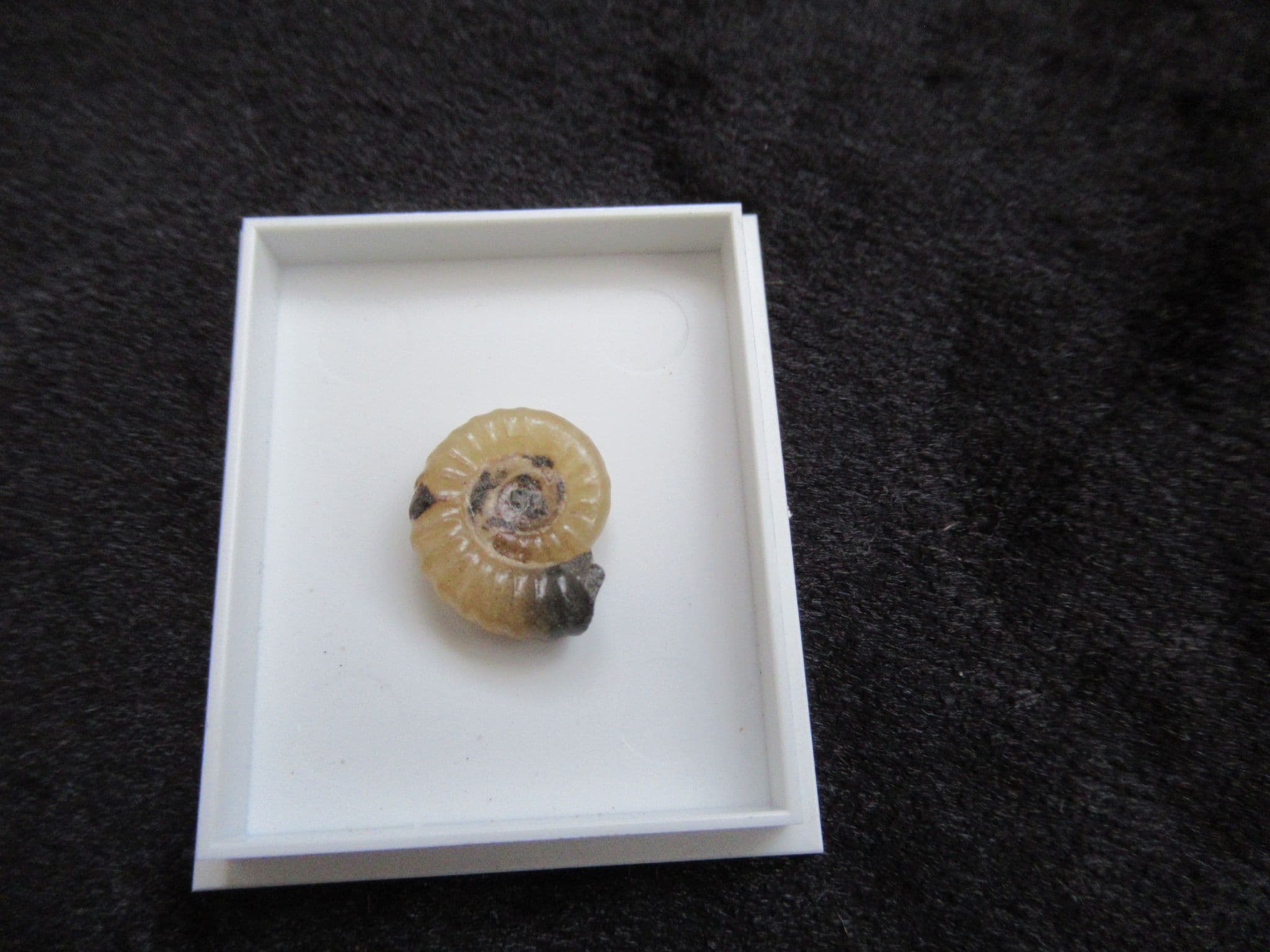 Promicroceras planicosta