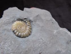 Promicroceras planicosta Sowerby