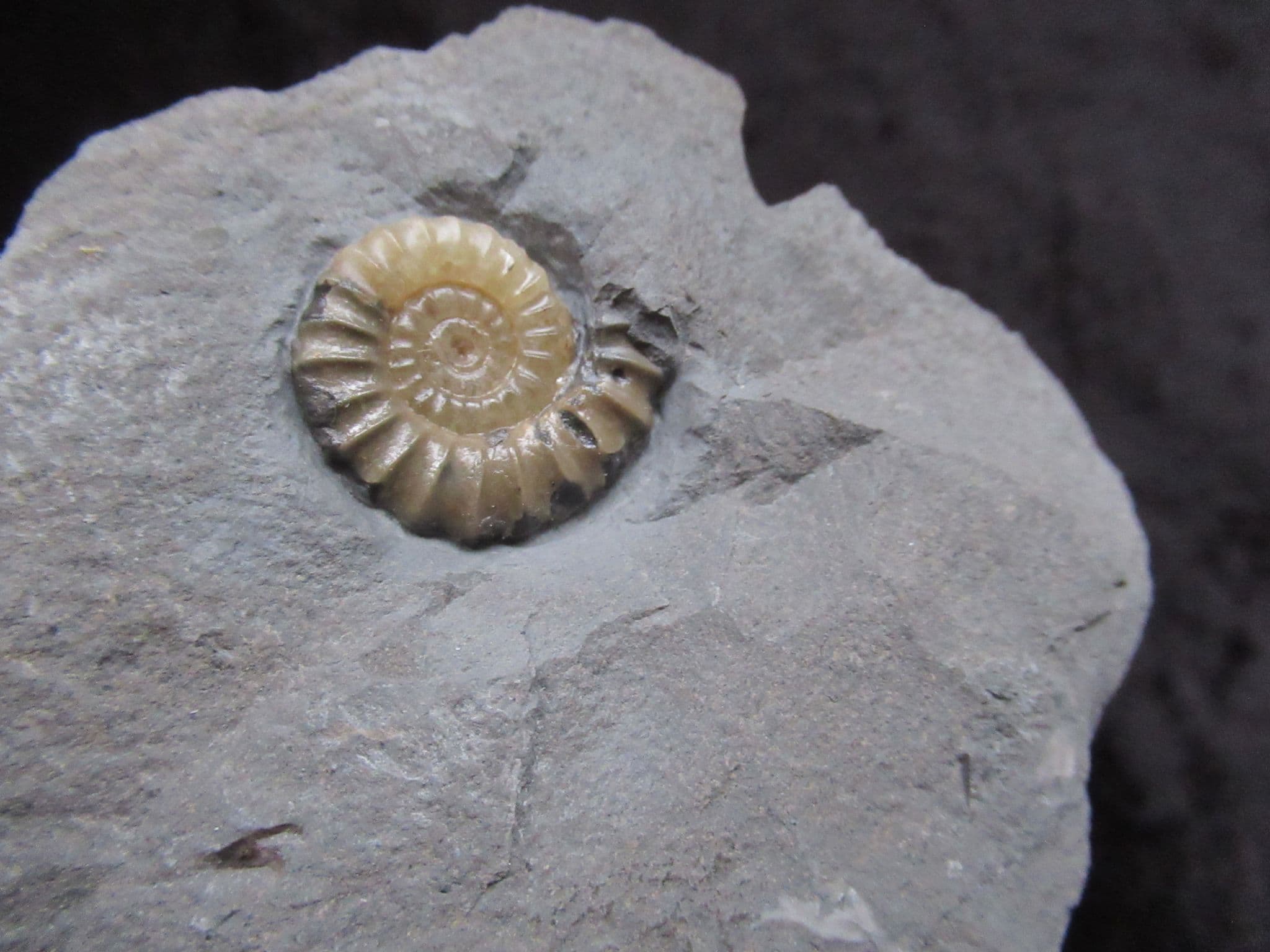 Promicroceras planicosta Sowerby