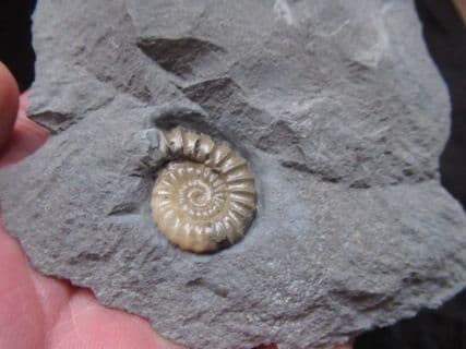 Promicroceras planicosta Sowerby