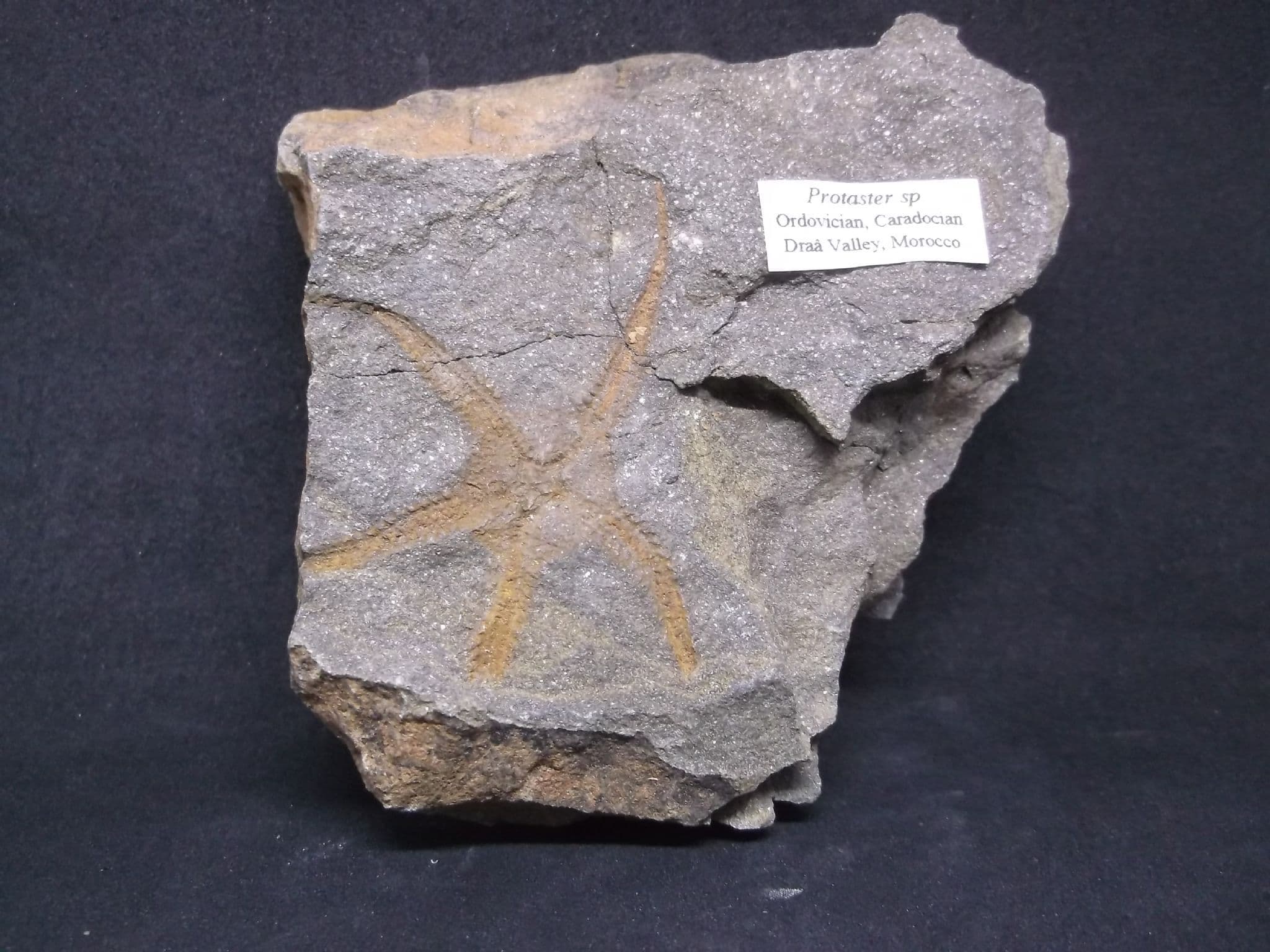 Protaster brittlestar