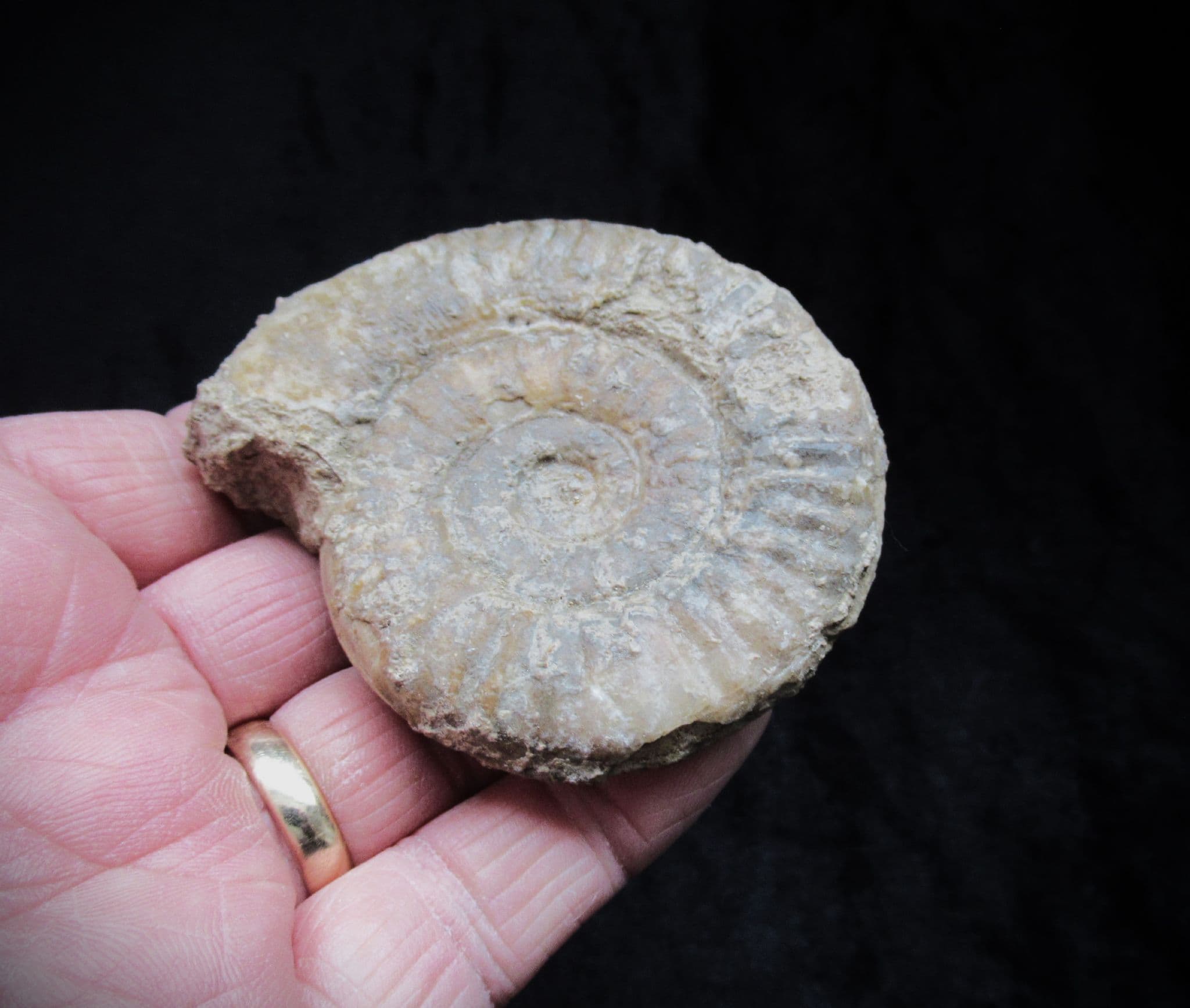 Pseudogrammoceras cf thrasu from the Cotswold Cephalopod bed