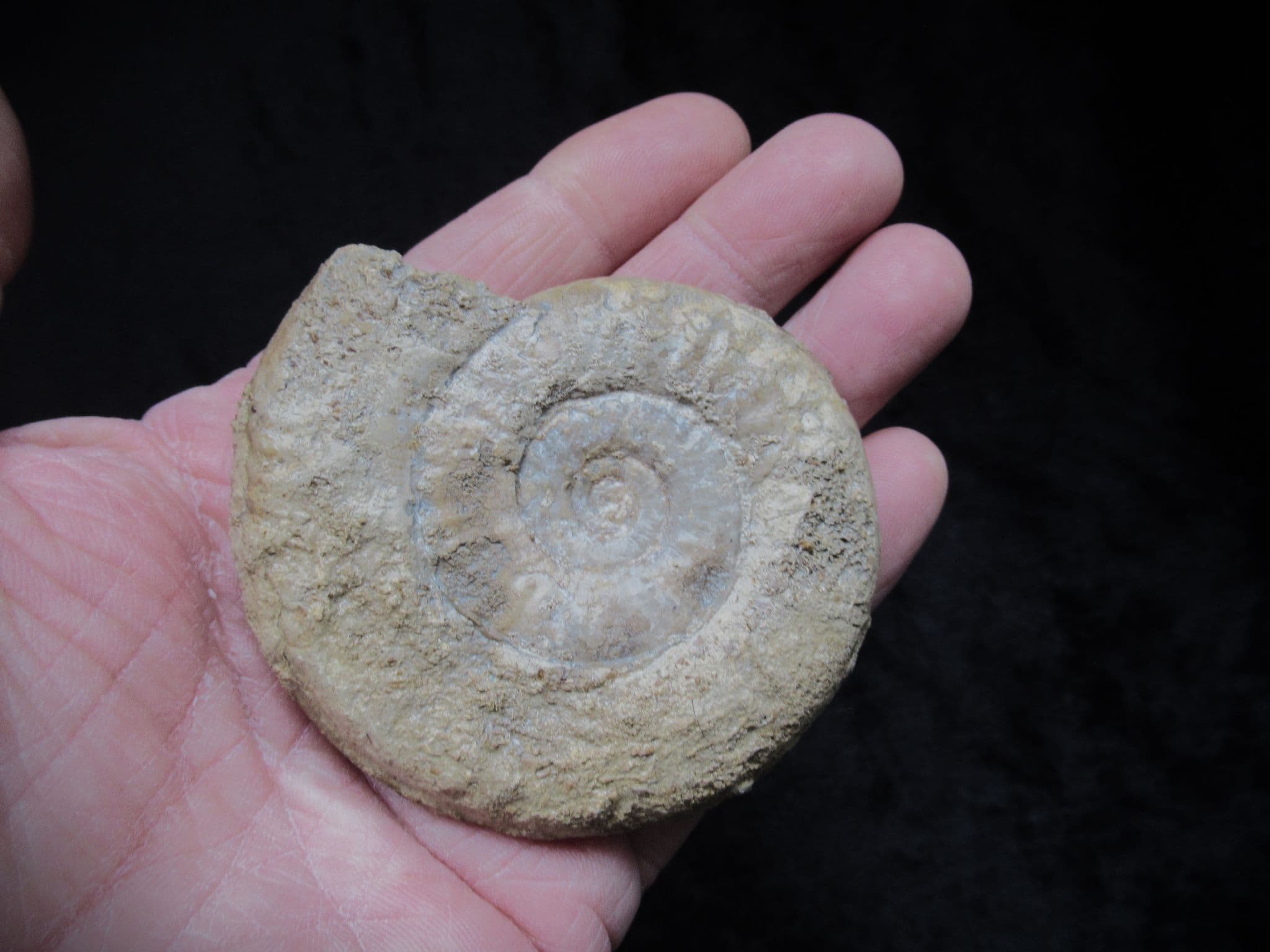 Pseudogrammoceras cf thrasu from the Cotswold Cephalopod bed