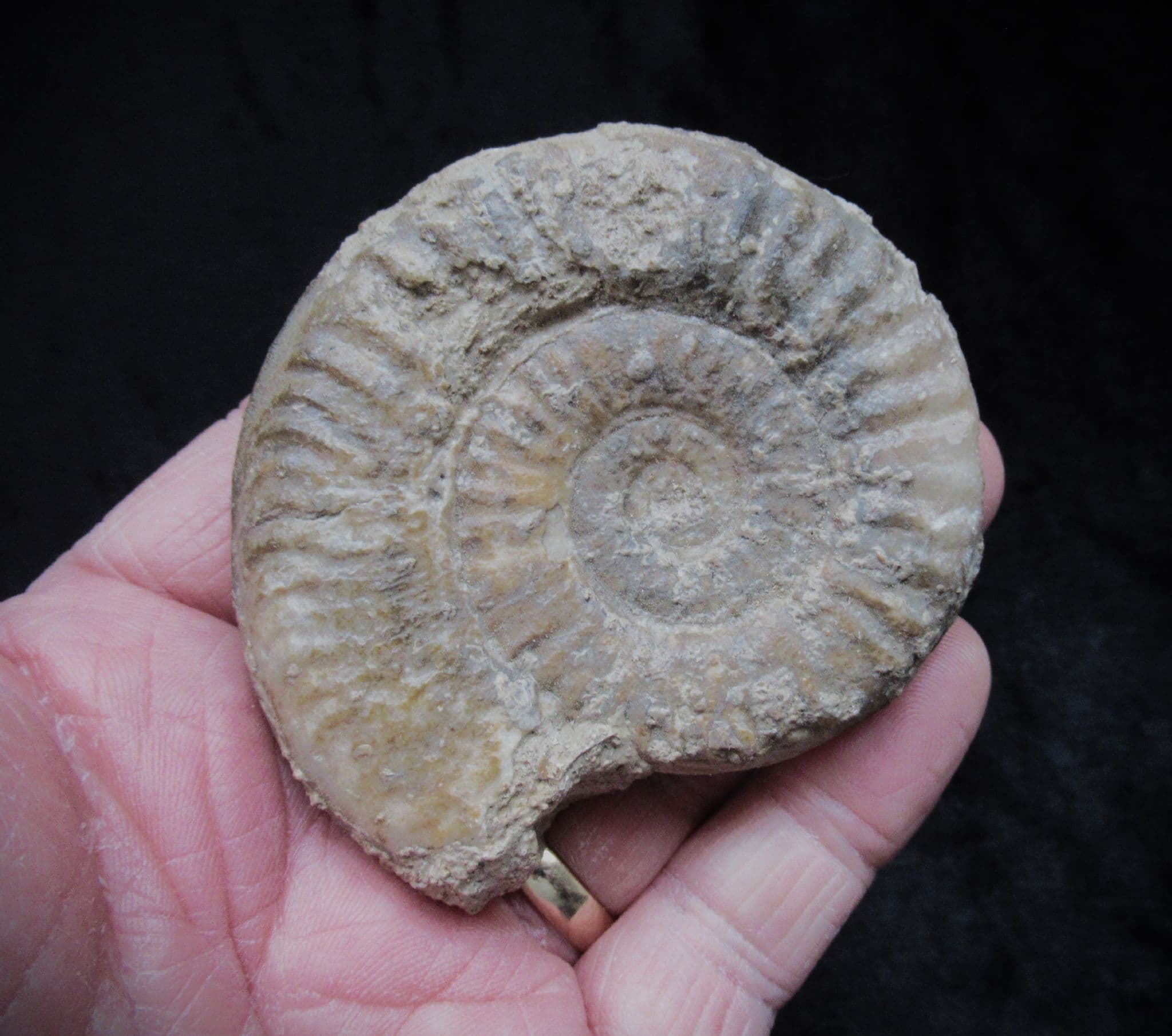 Pseudogrammoceras cf thrasu from the Cotswold Cephalopod bed