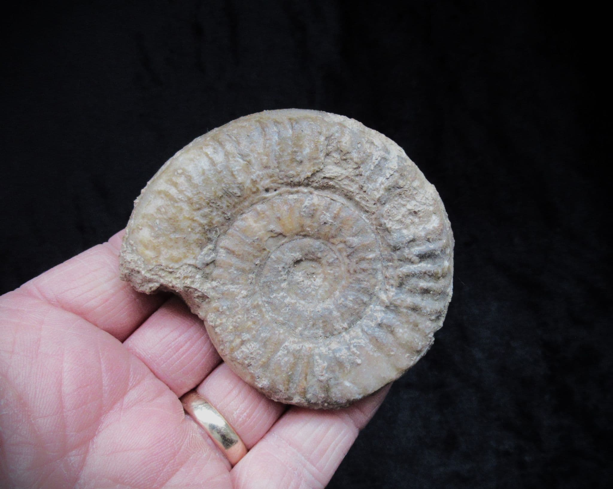 Pseudogrammoceras cf thrasu from the Cotswold Cephalopod bed