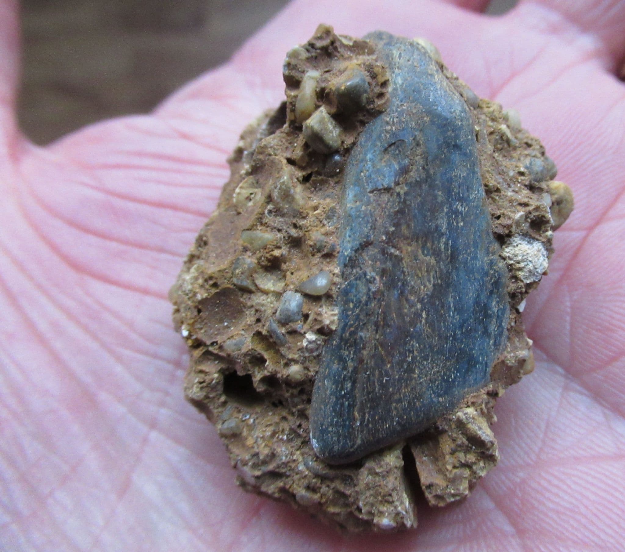 Reptile bone from the Faringdon sponge beds