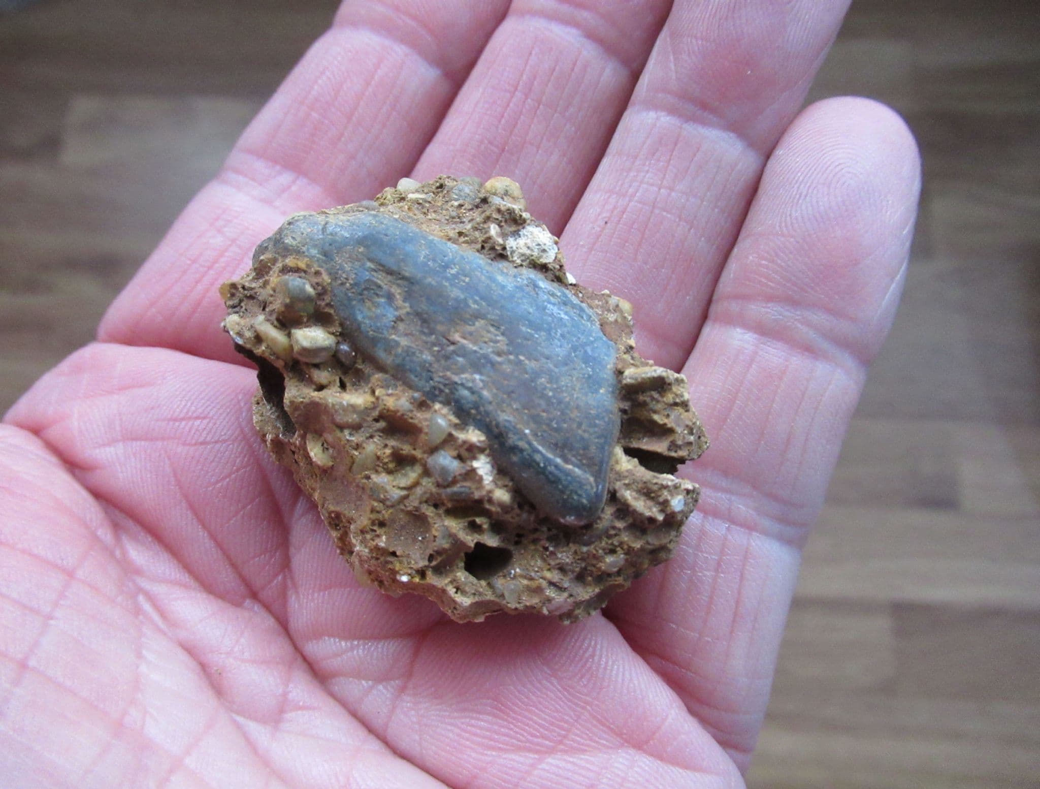 Reptile bone from the Faringdon sponge beds